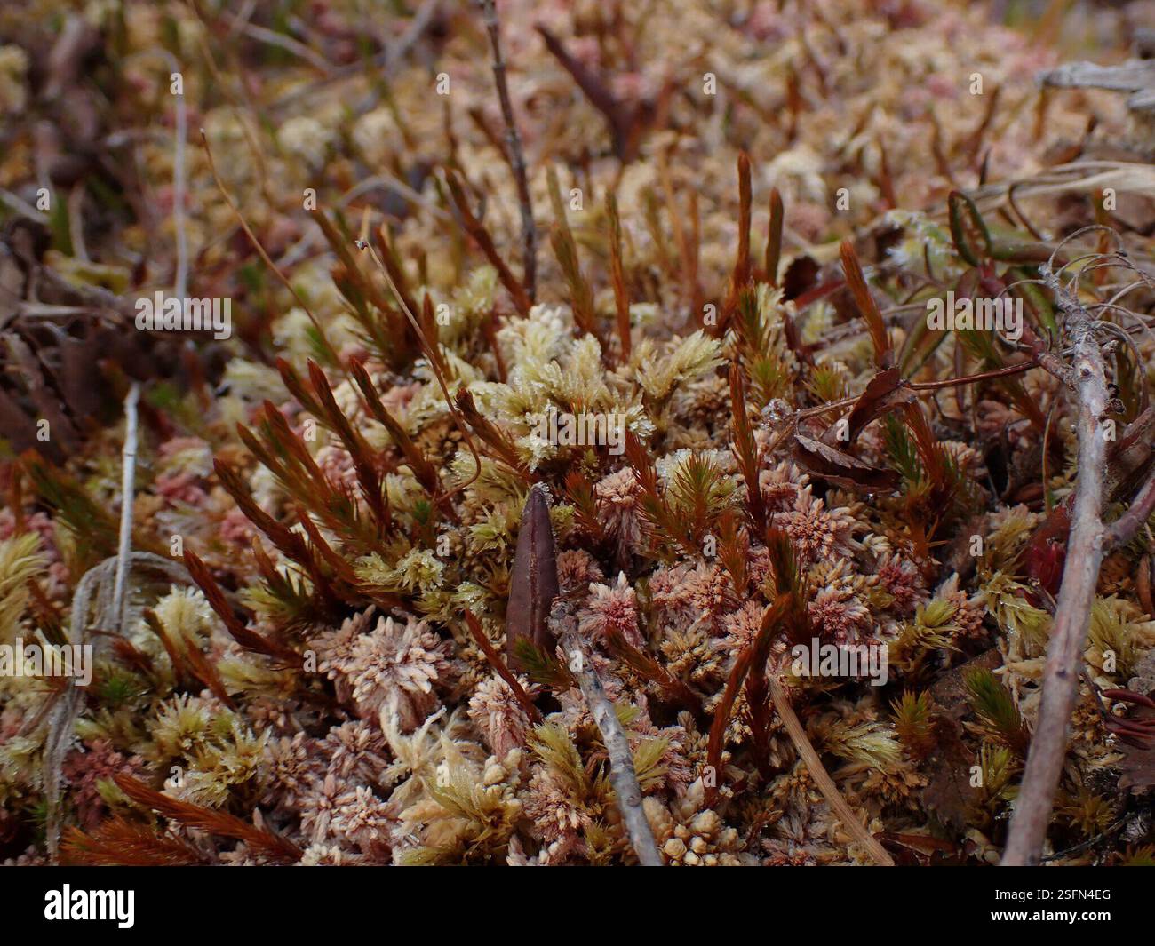 Bog Haircap Moss (Polytrichum strictum), Plantae, Pacific Rim National ...