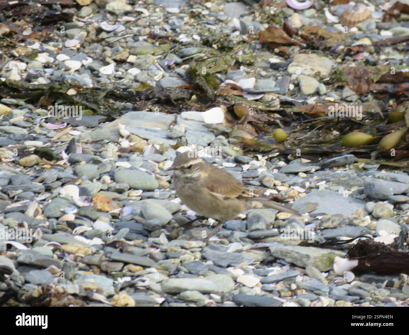 Buff-winged Cinclodes (Cinclodes fuscus), Aves, Ushuaia, Tierra del ...