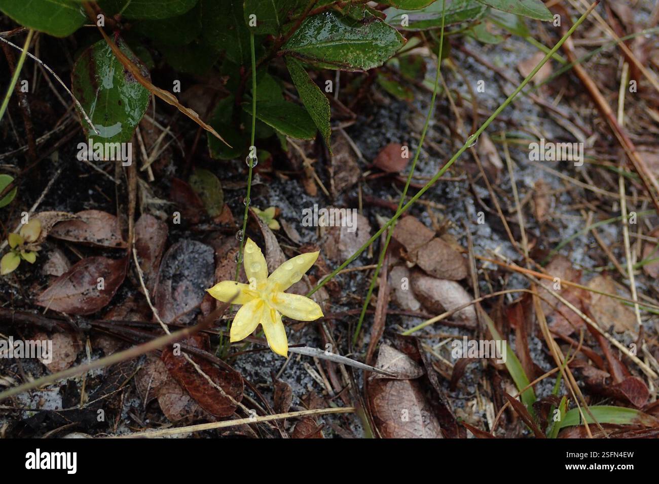 fringed star grass (Hypoxis juncea), Plantae, Pasco, Florida, United ...