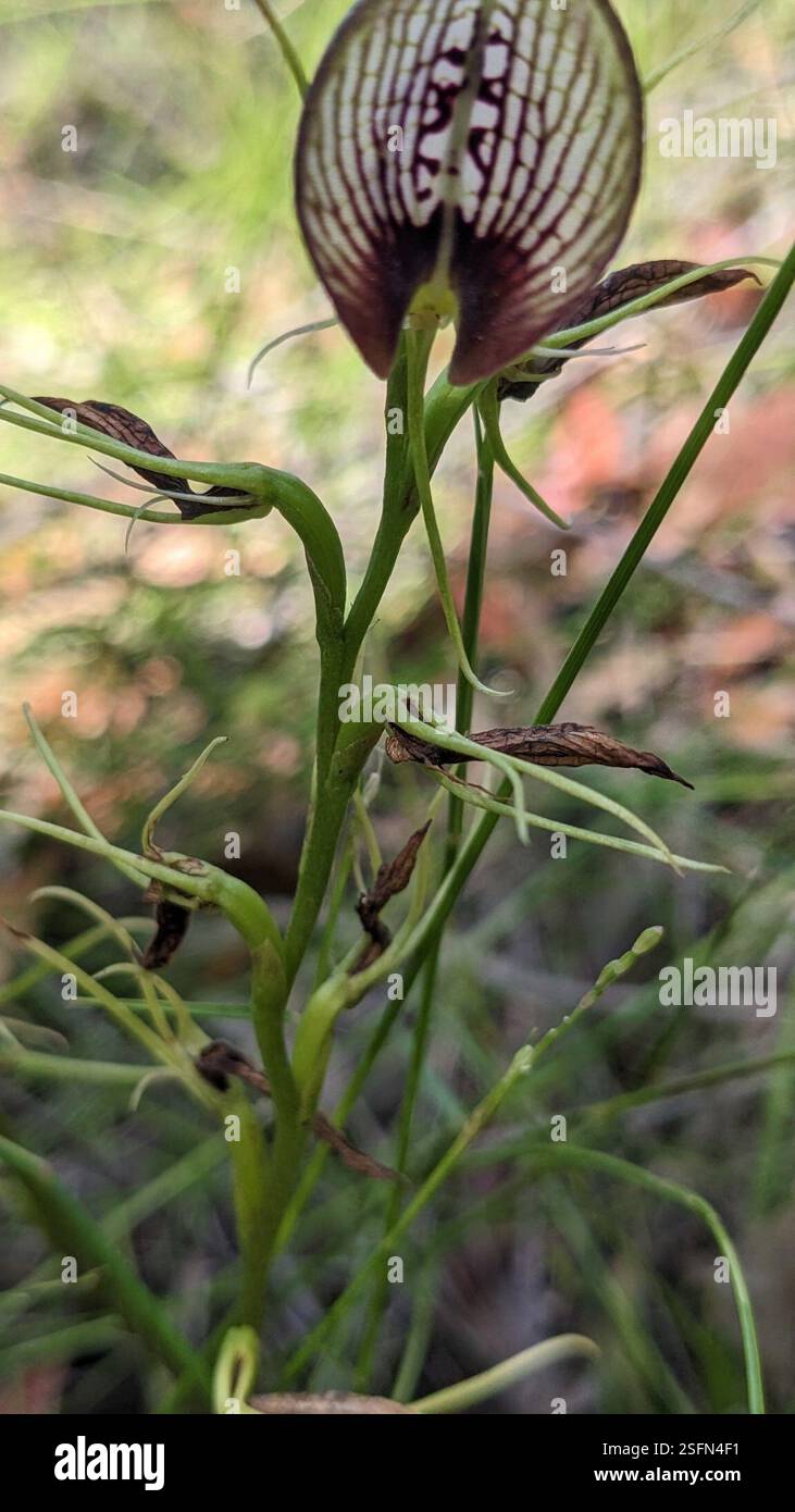 bonnet orchid (Cryptostylis erecta), Plantae, Lake Macquarie - West, AU ...