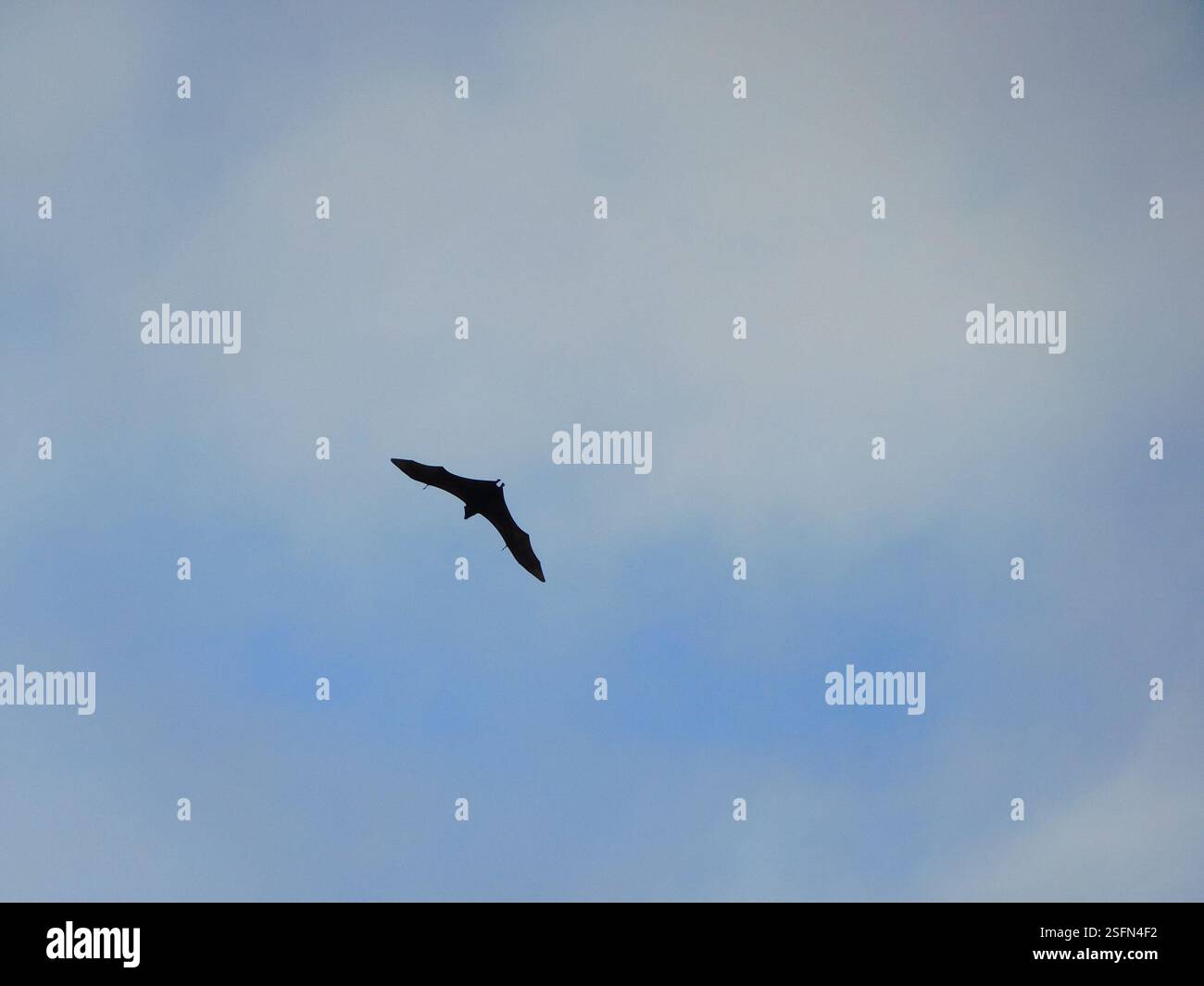 Spectacled Flying-fox (Pteropus conspicillatus), Mammalia, Greenslopes ...