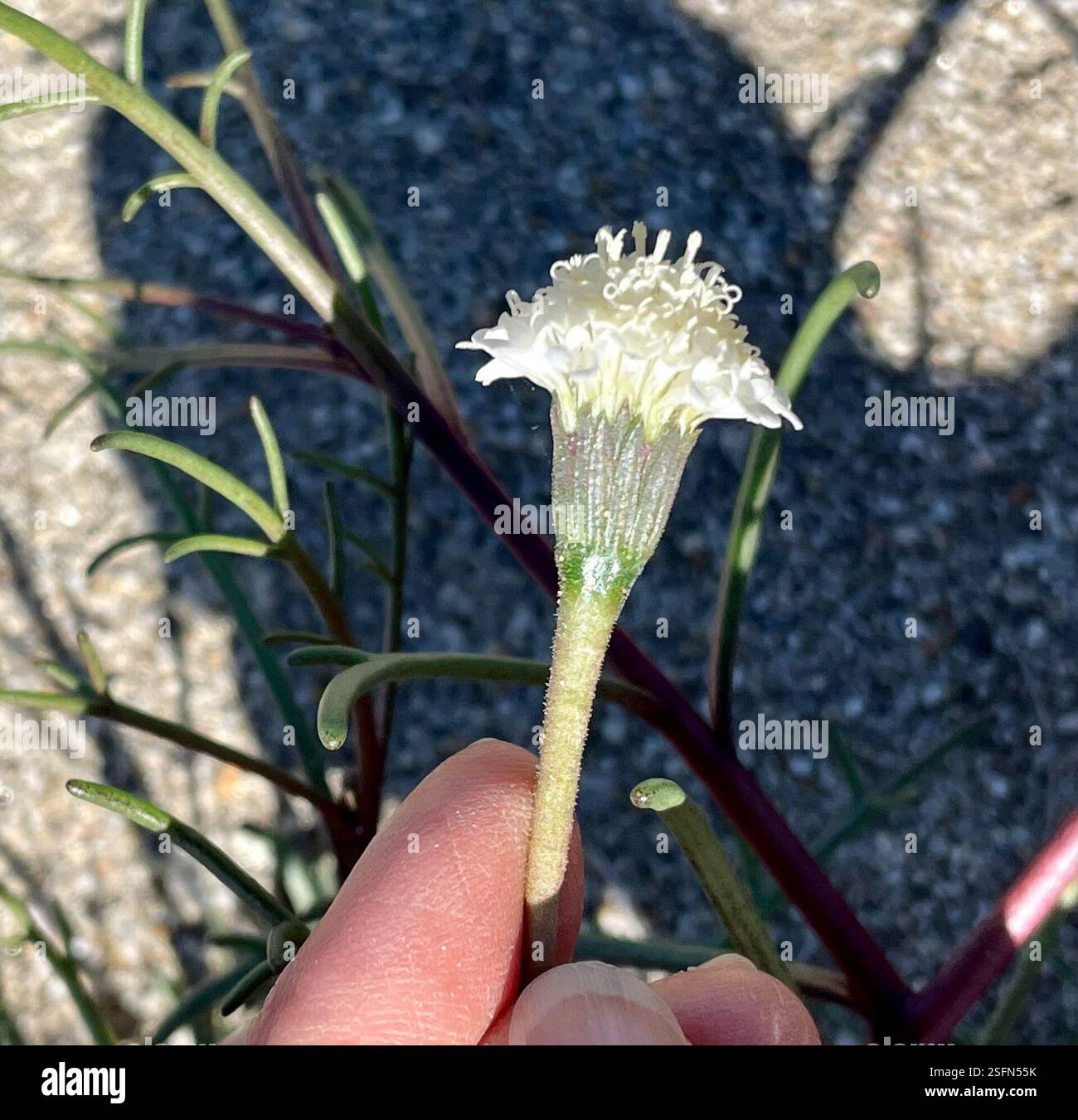 Fremont's pincushion (Chaenactis fremontii), Plantae, Henderson Canyon ...