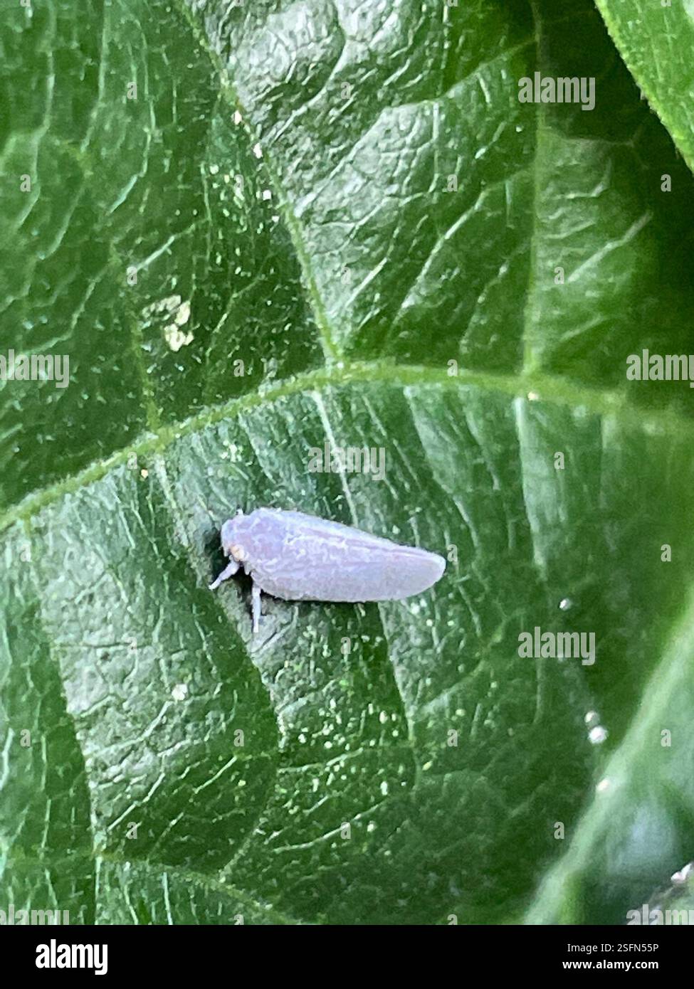 Grey planthopper (Anzora unicolor), Insecta, Melbourne VIC, Australia ...