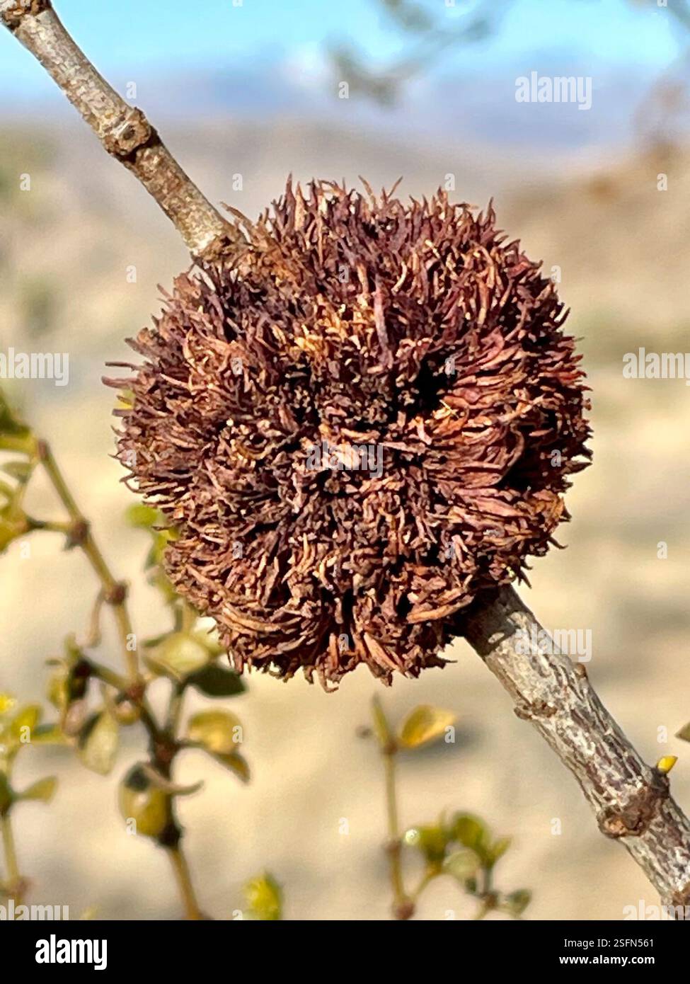Large Creosote Gall Midge (Asphondylia auripila), Insecta, Joshua Tree ...