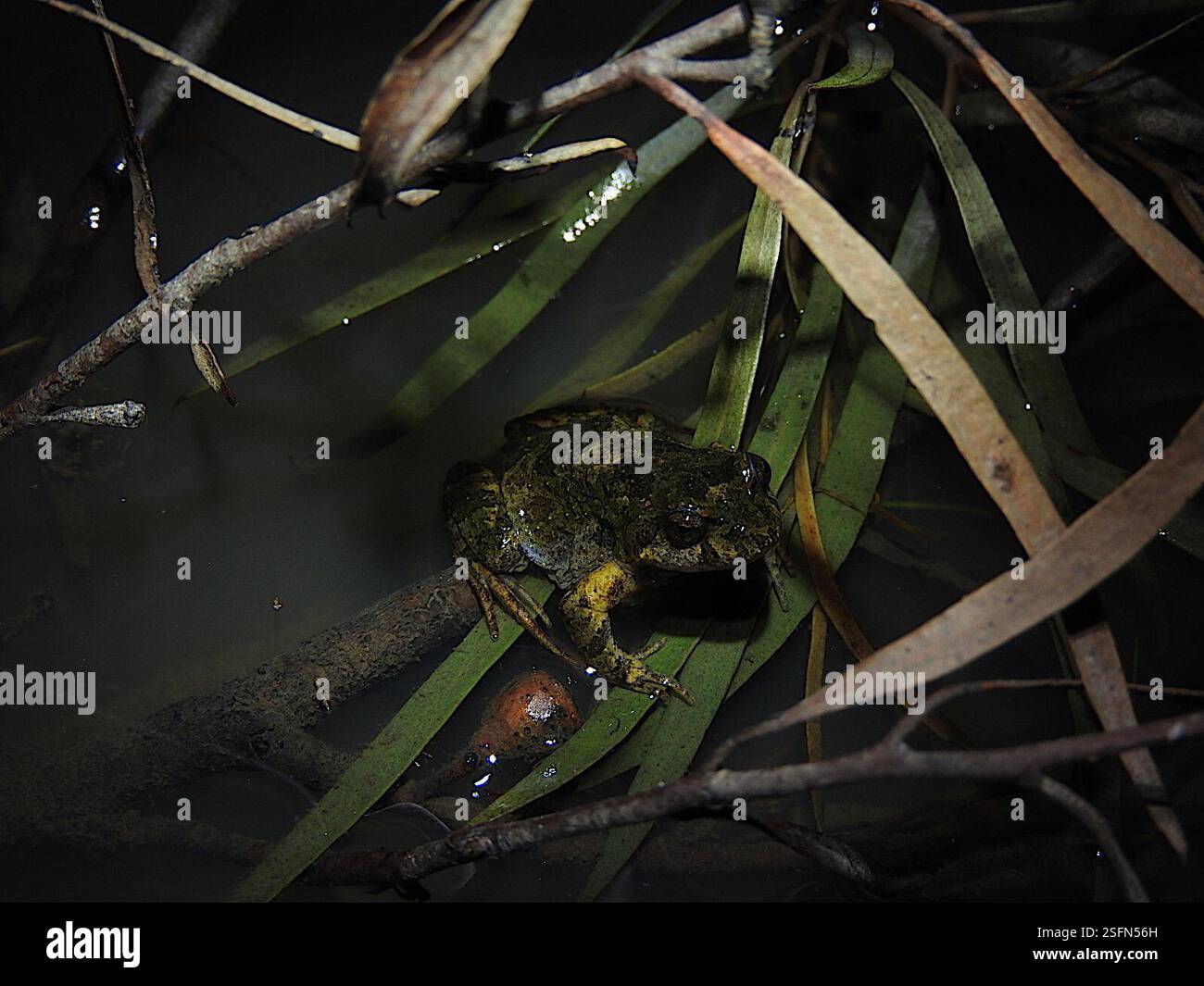 Common Eastern Froglet (Crinia signifera), Amphibia, Hobart TAS ...