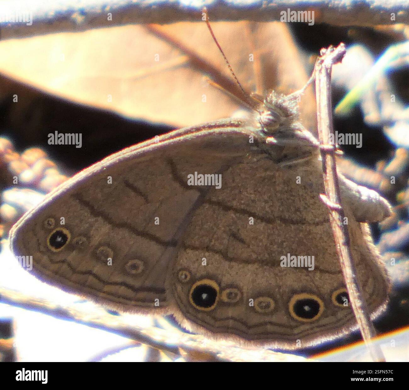 Carolina Satyr (Hermeuptychia sosybius), Insecta, River Rd. Preserve ...