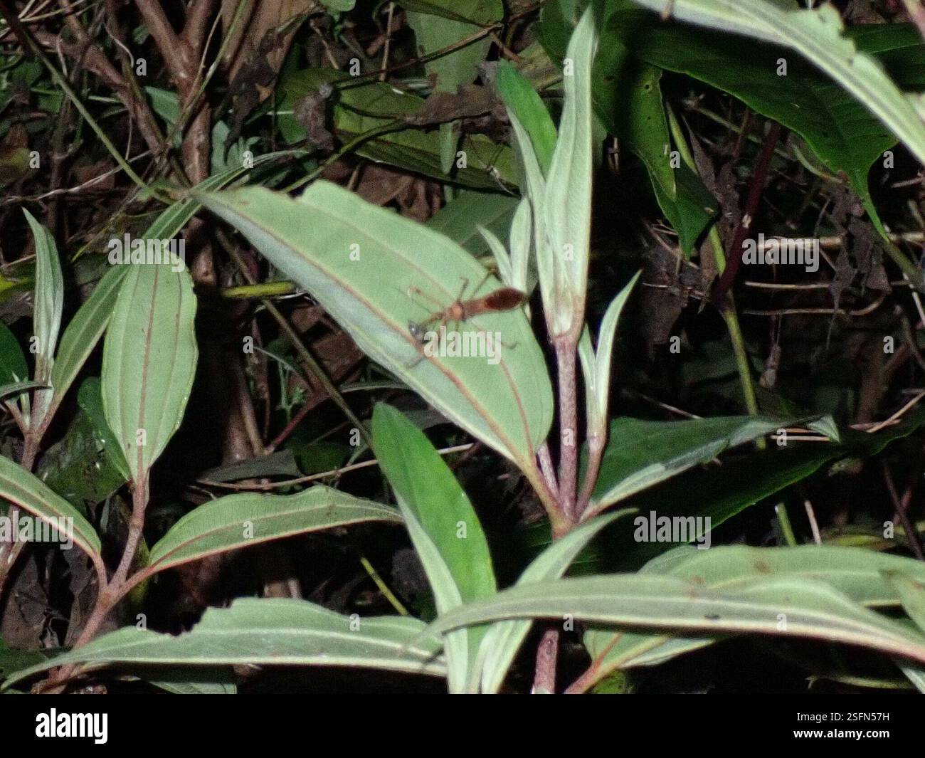 (Endochus), Insecta, Lahad Datu, Sabah, Malaysia Stock Photo - Alamy