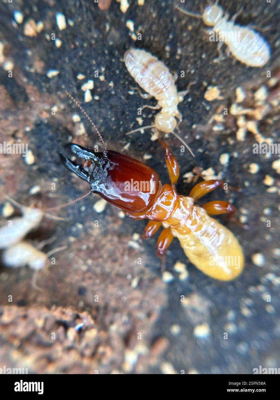 Pacific Dampwood Termite (Zootermopsis angusticollis), Insecta, Morro ...
