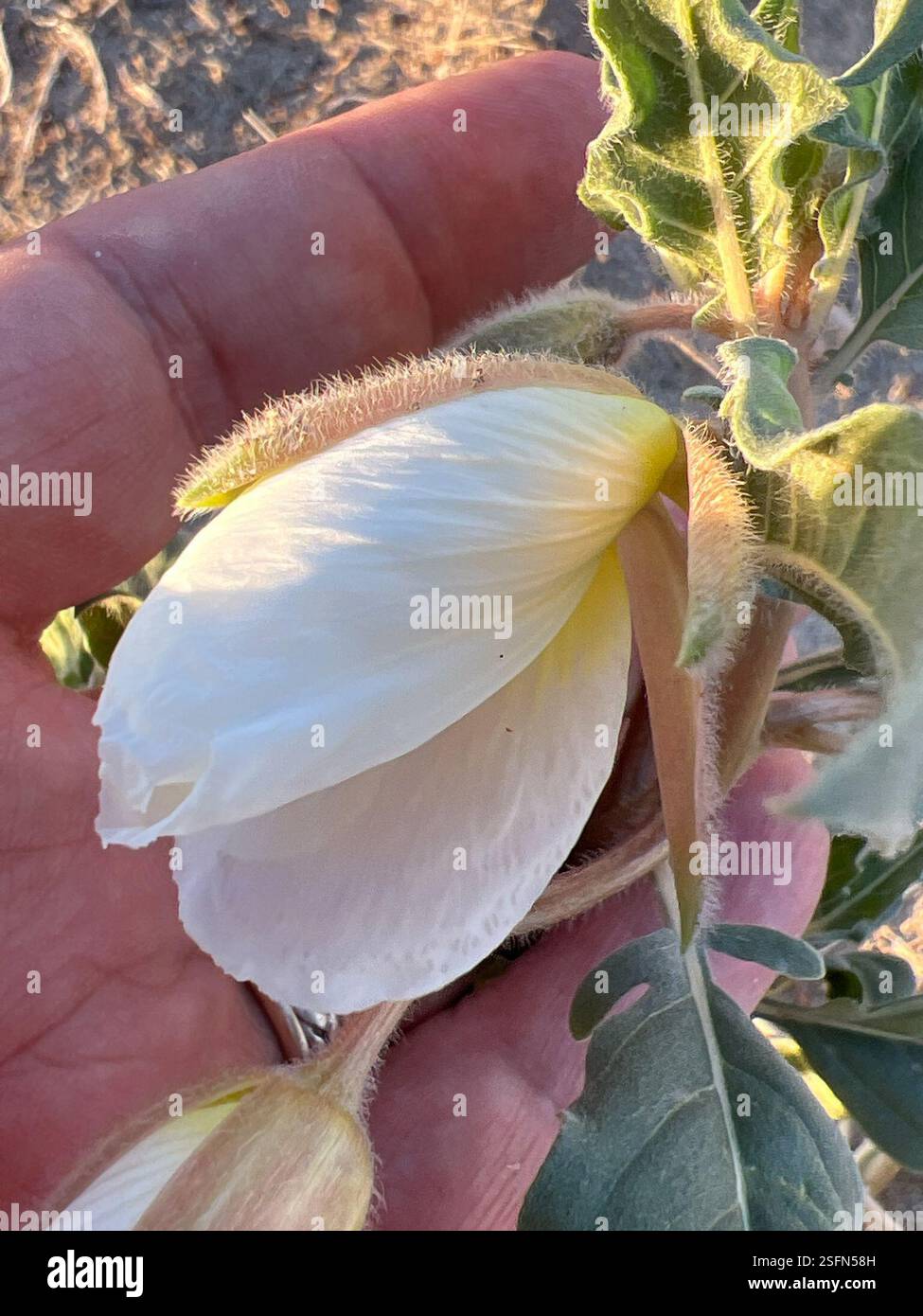 Annual Evening Primrose (Oenothera deltoides deltoides), Plantae, Anza ...