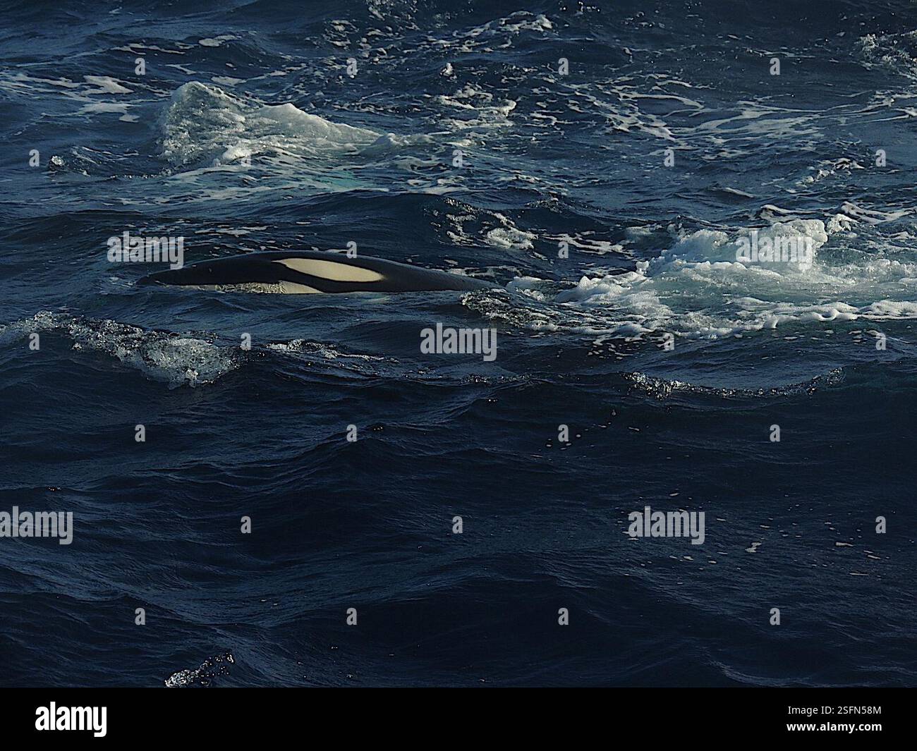 Orca (Orcinus orca), Mammalia, Bremer Bay WA 6338, Australia Stock ...