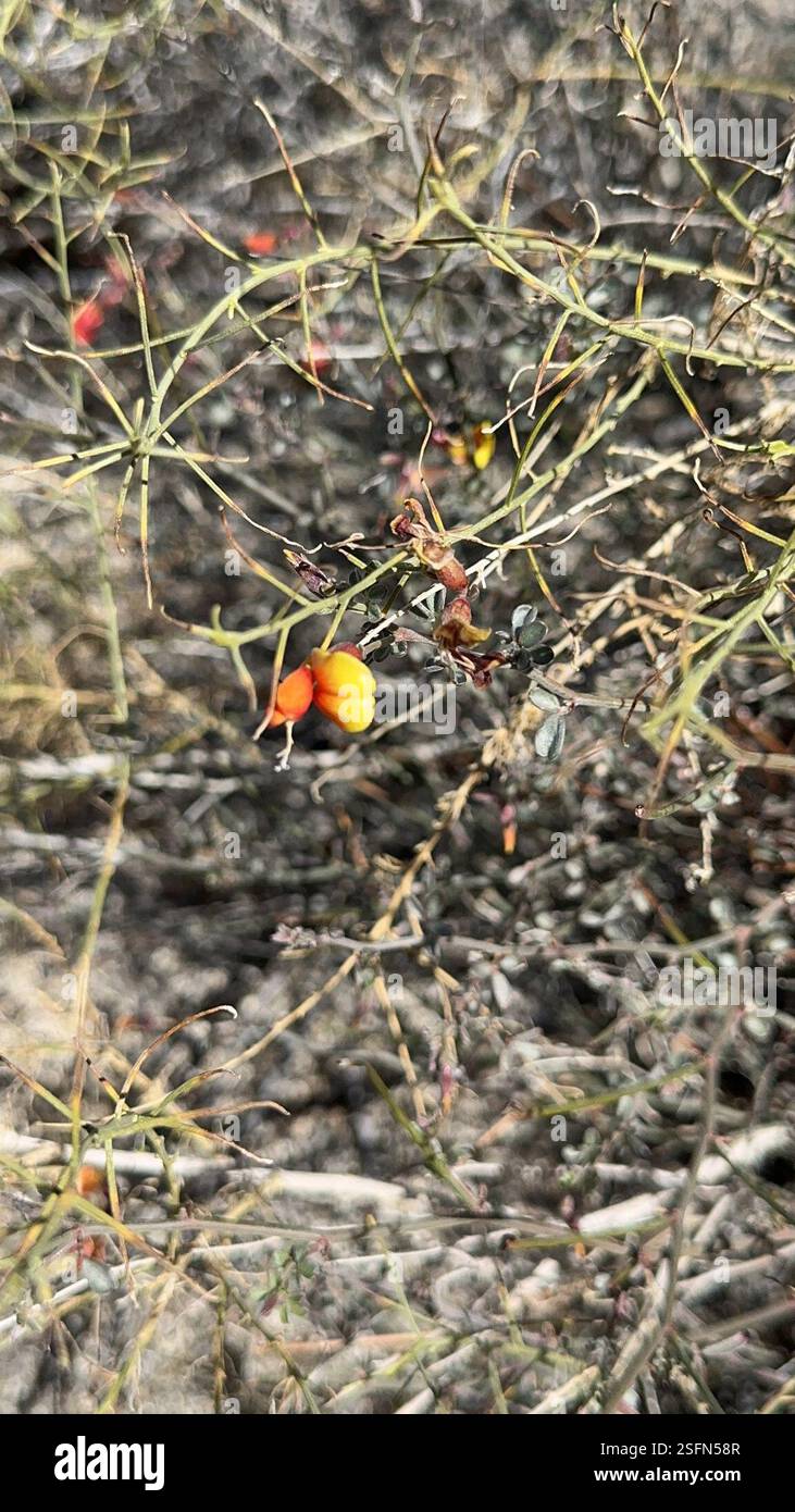 shrubby deervetch (Acmispon rigidus), Plantae, Anza-Borrego Desert ...