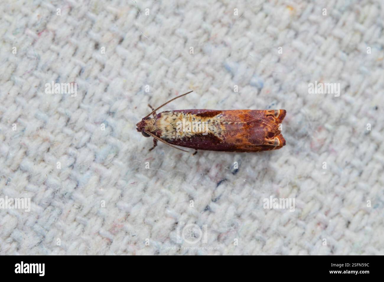 Maple Tip Borer Moth (Episimus tyrius), Insecta, Lakeside, FL, USA ...