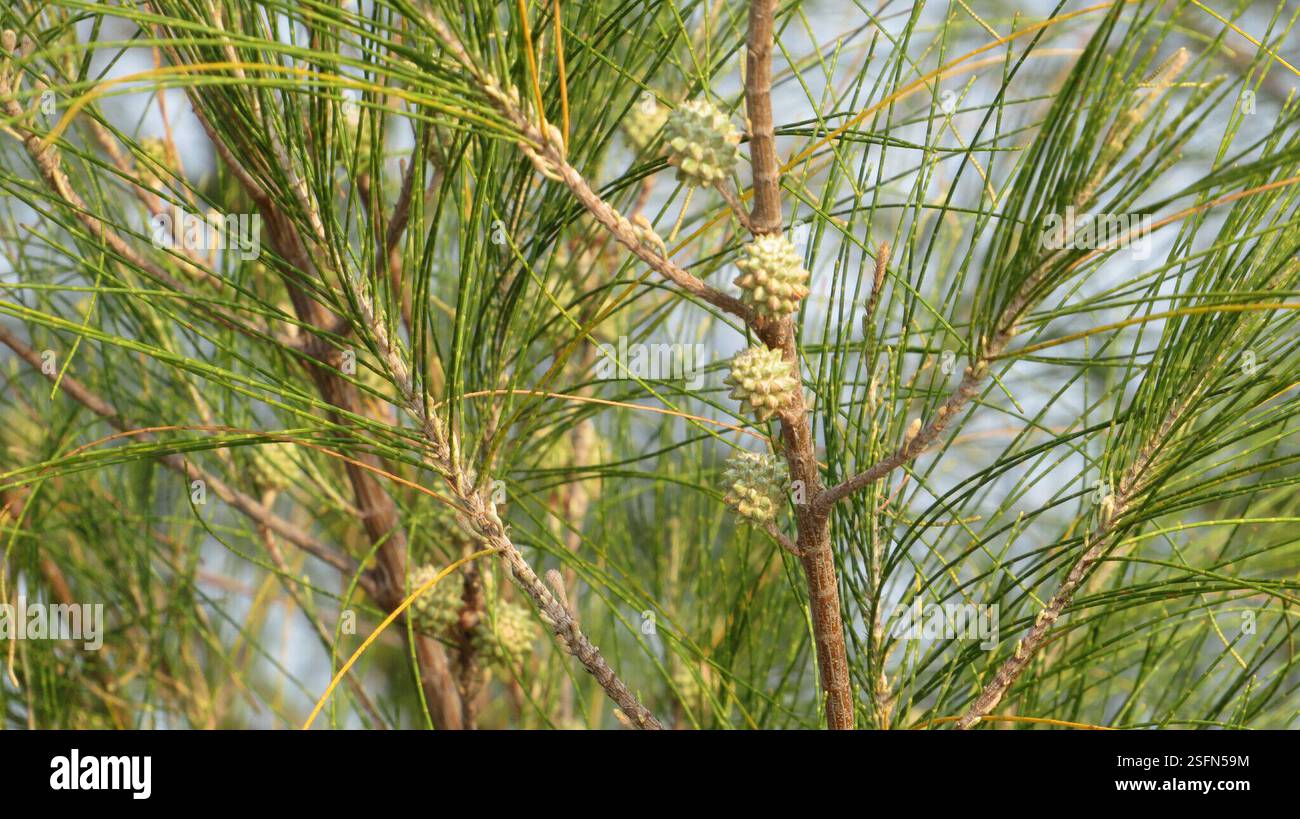 Beach Sheoak (Casuarina equisetifolia), Plantae, Хуахин ...