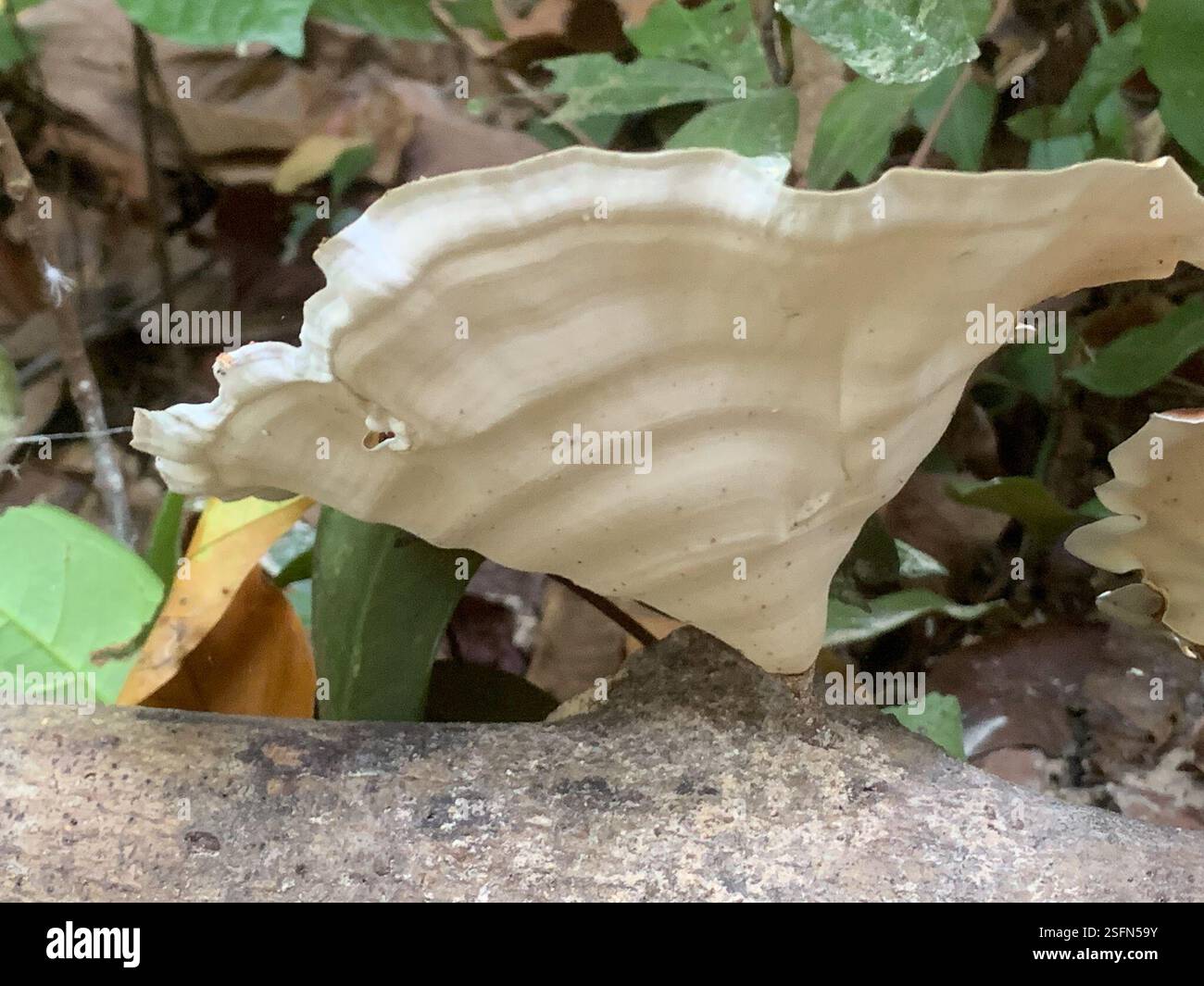 yellow stemmed micropore (Microporus xanthopus), Fungi, Straße von ...