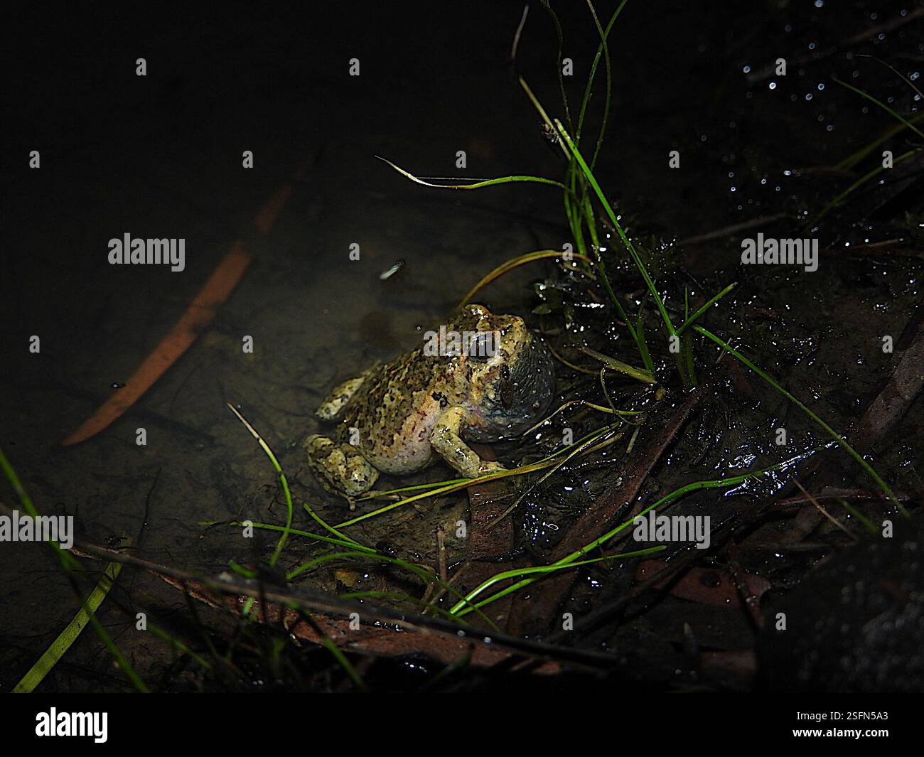 Common Eastern Froglet (Crinia signifera), Amphibia, Hobart TAS ...