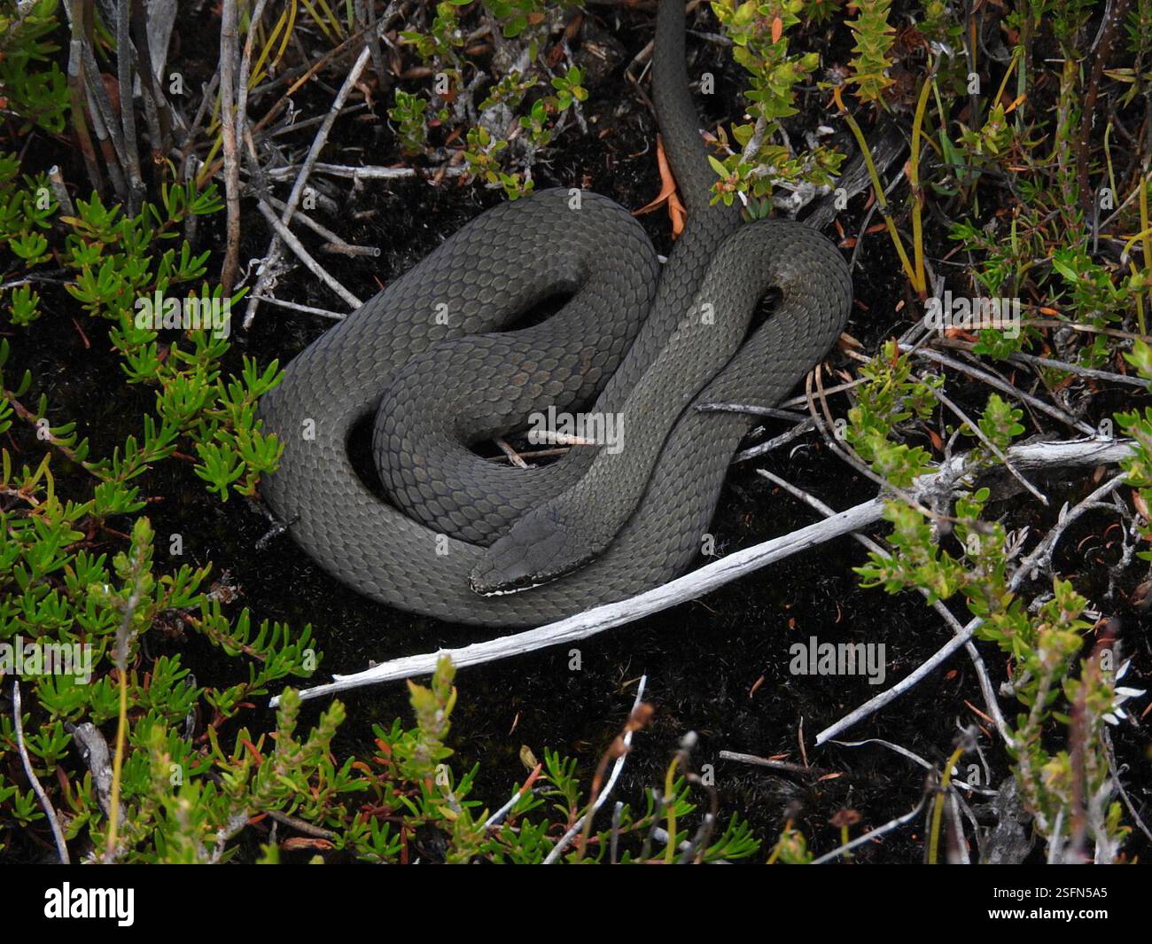 White-lipped Snake (Drysdalia coronoides), Reptilia, Tasmania ...