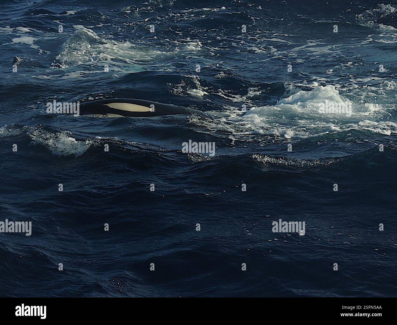 Orca (Orcinus orca), Mammalia, Bremer Bay WA 6338, Australia Stock ...