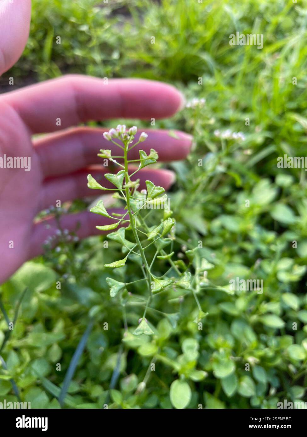 shepherd's-purse (Capsella bursa-pastoris), Plantae, Provident Credit ...