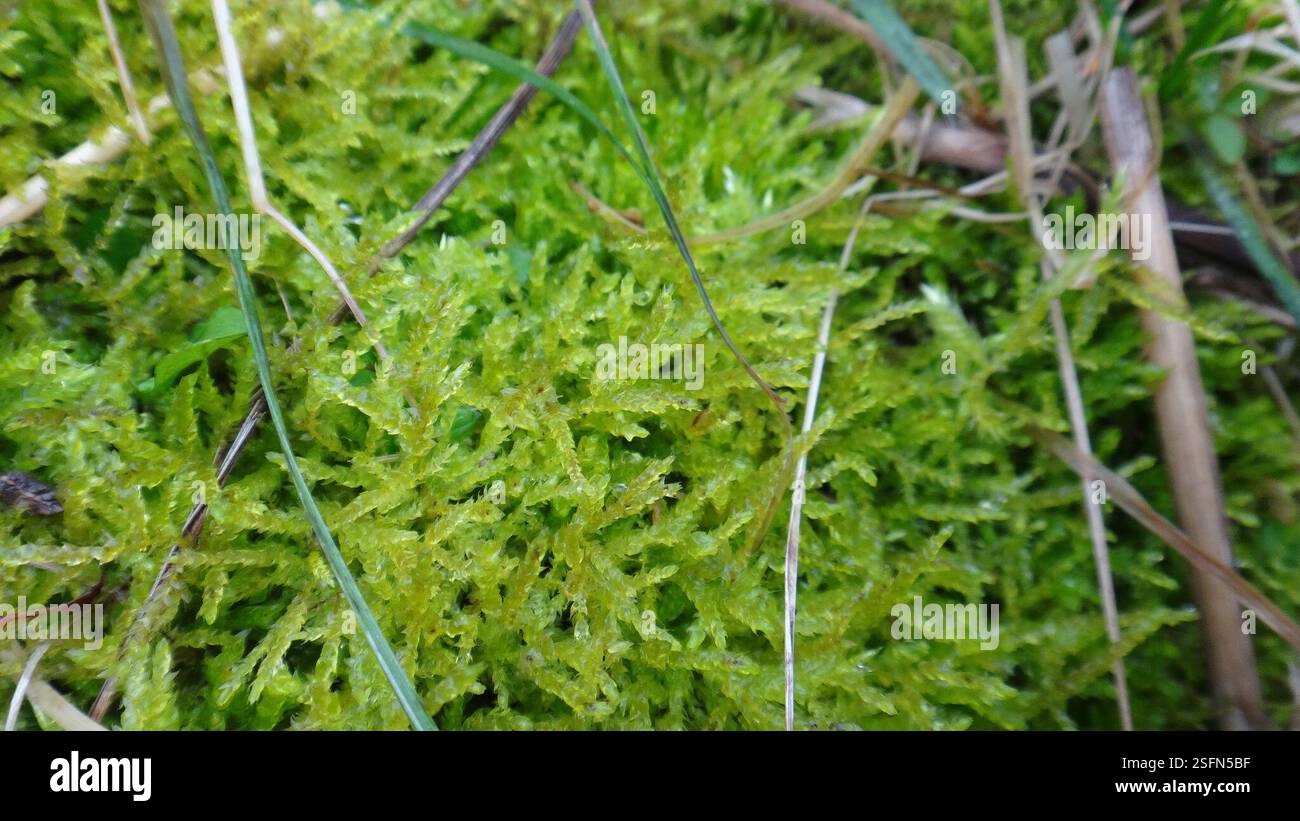 mosses (Bryophyta), Plantae, Маньківський район, Черкаська область ...