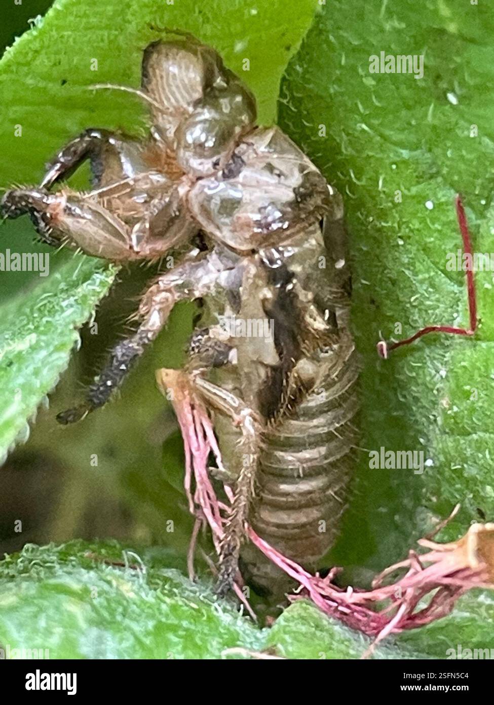 Typical Cicadas (Cicadidae), Insecta, Woodside Ave, Frankston South ...