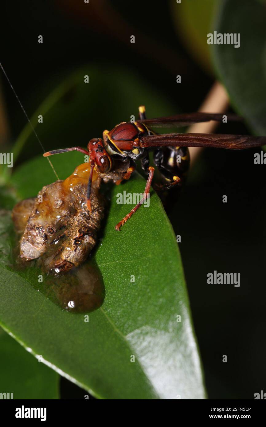 Variegated Paper Wasp (Polistes versicolor), Insecta, Araçariguama, SP ...