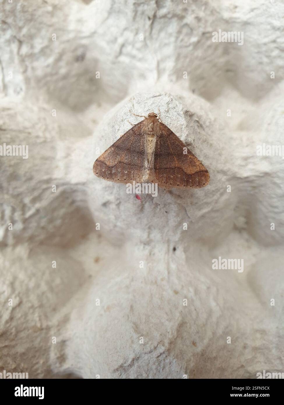 Dotted Border Moth (Agriopis marginaria), Insecta, Dumfries, UK Stock ...