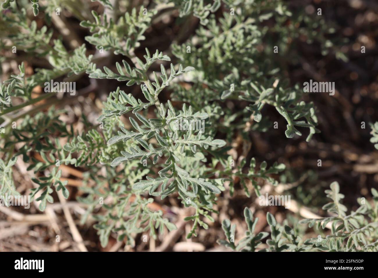 Western Tansymustard (Descurainia pinnata), Plantae, Las Cruces, NM ...