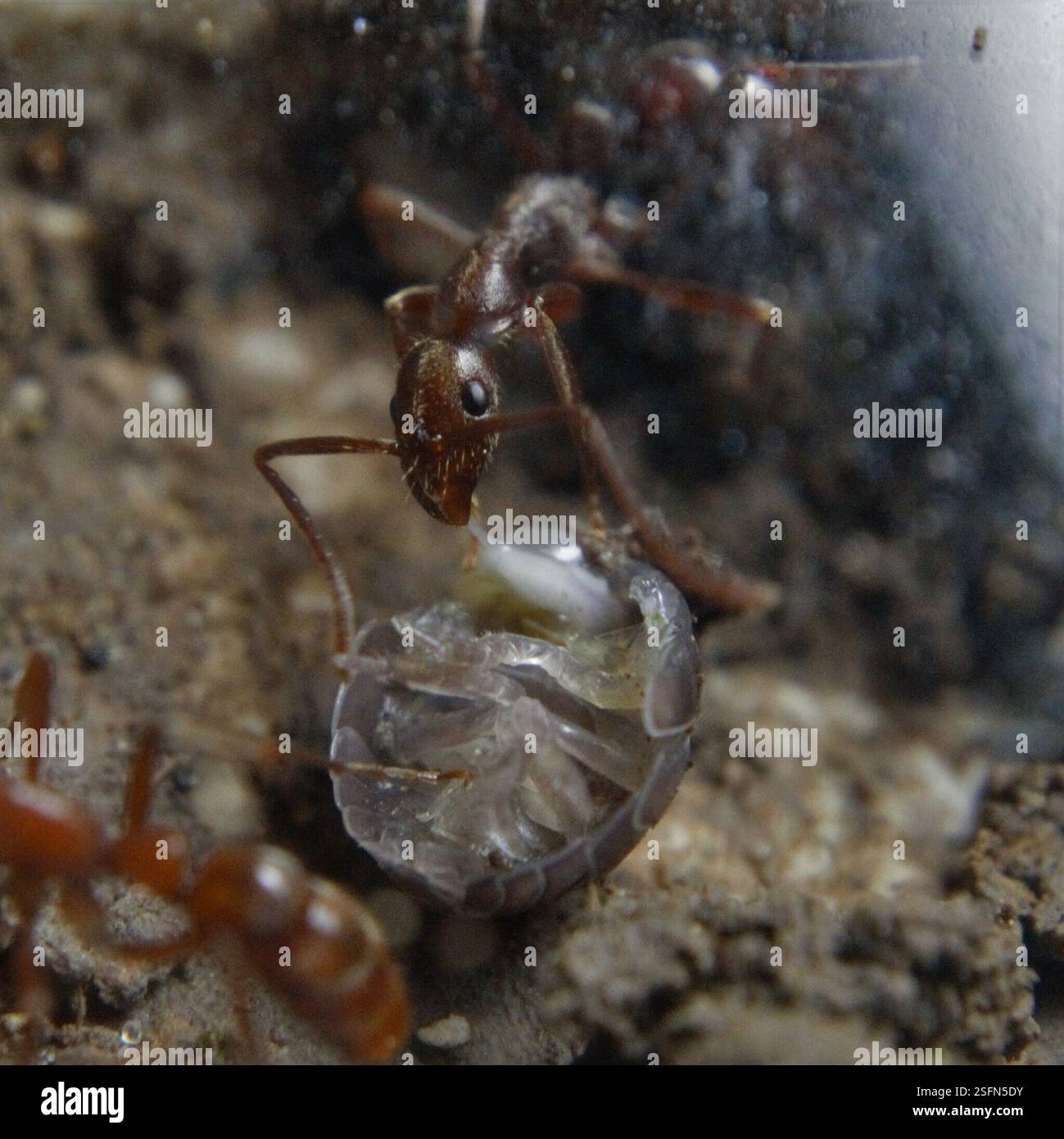 Elongate Razorjaw Ant (Leptogenys elongata), Insecta, San Pedro Garza ...