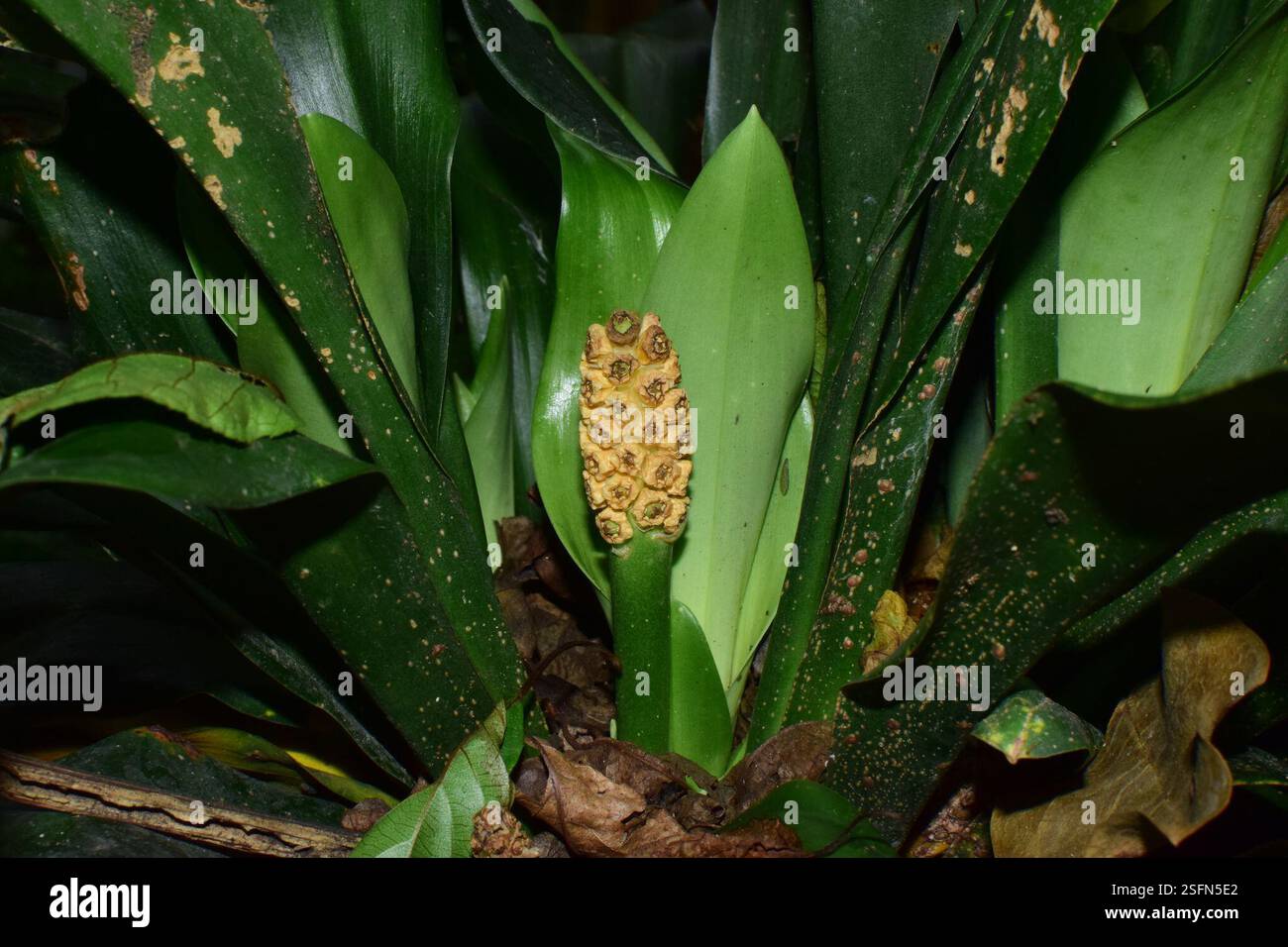 (Rohdea), Plantae, 中国浙江省杭州市西湖区 Stock Photo - Alamy