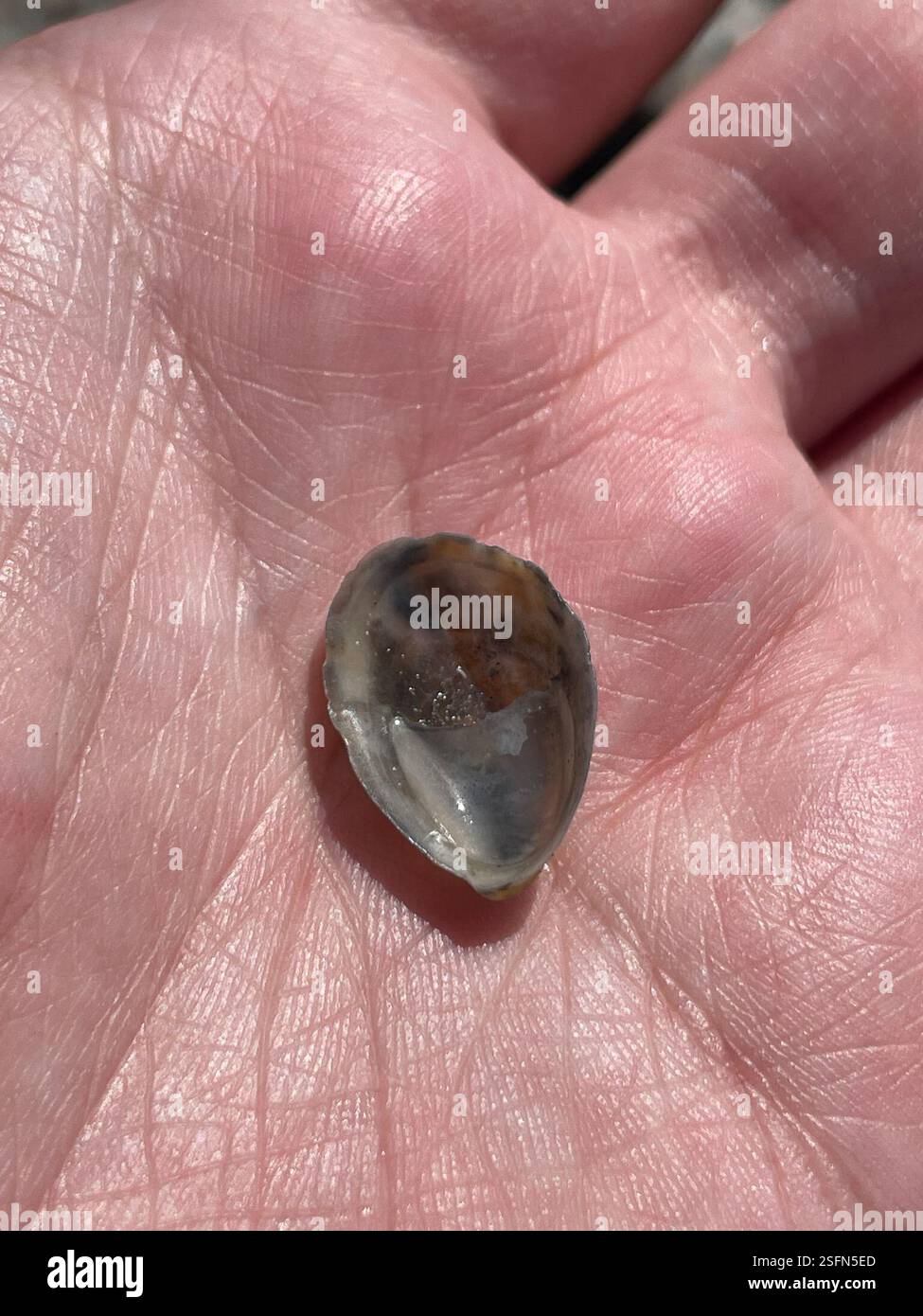 Common Atlantic Slippersnail (Crepidula fornicata), Mollusca, Gulf of ...