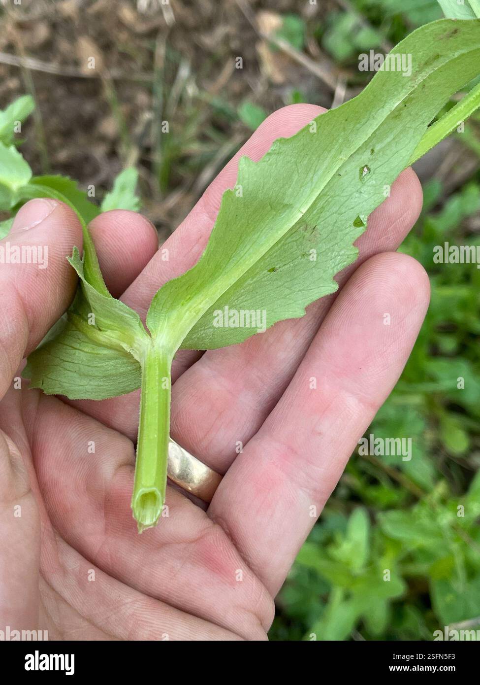 beaked cornsalad (Valerianella radiata), Plantae, Natchez, MS, US Stock ...