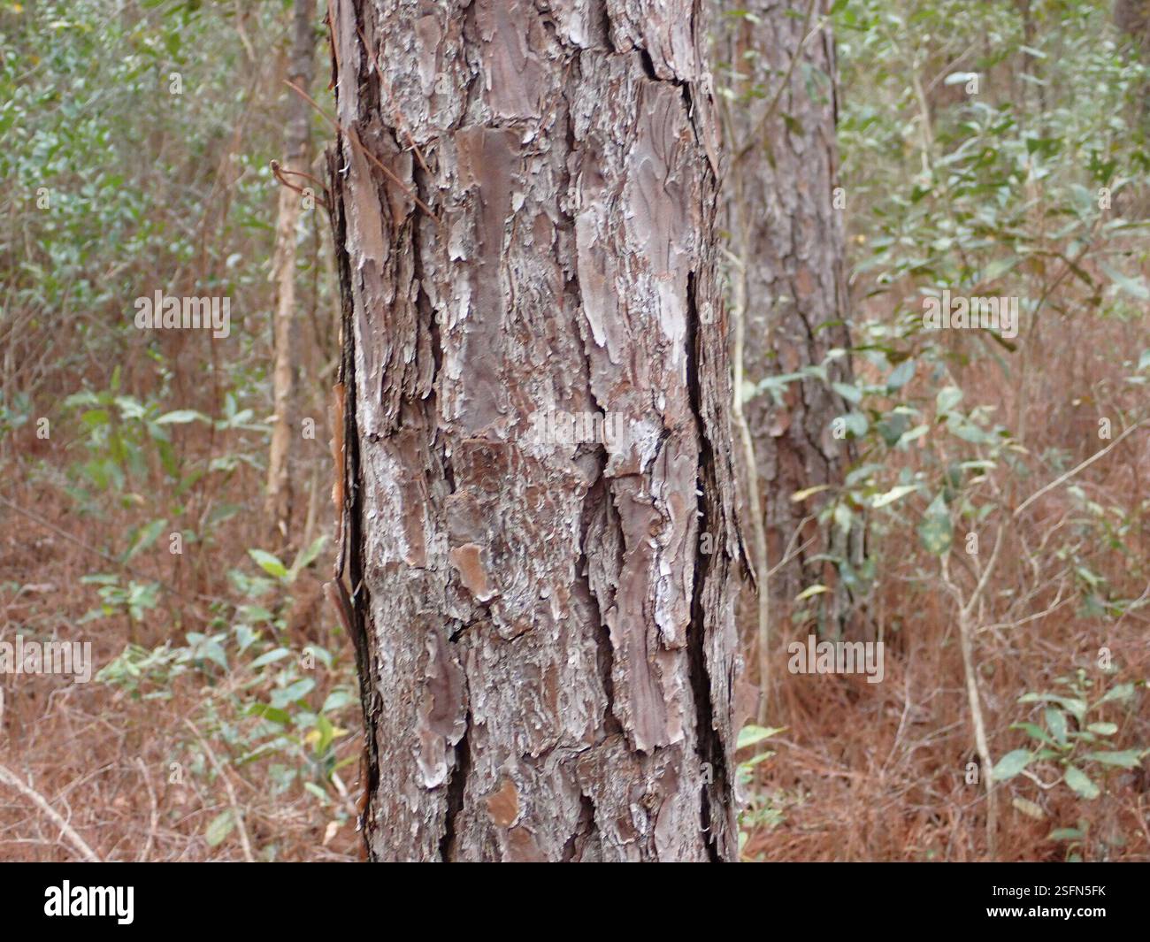 pines (Pinus), Plantae, North Carolina, US Stock Photo - Alamy