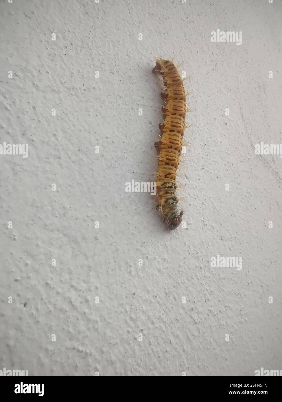 Orion Cecropian (Historis odius), Insecta, Retiro São Joaquim, Itaboraí ...