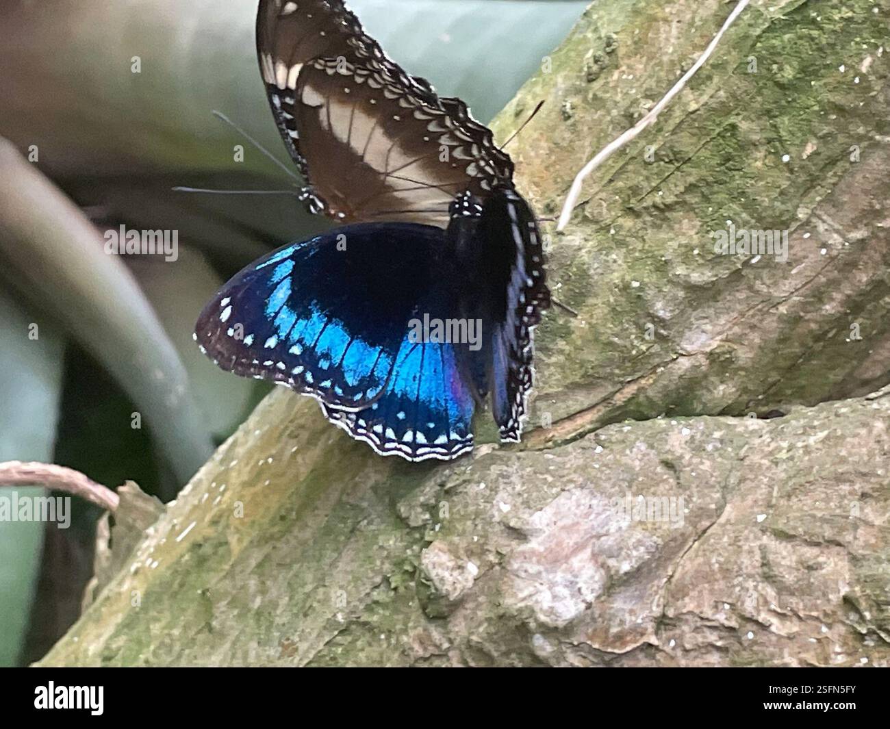 Blue-banded Eggfly (Hypolimnas alimena), Insecta, Caroona St, Kuranda ...