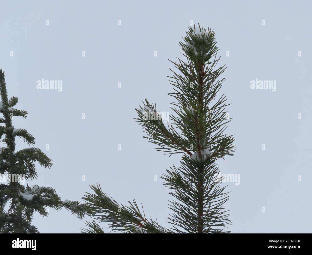 lodgepole pine (Pinus contorta), Plantae, Summit, Colorado, United ...