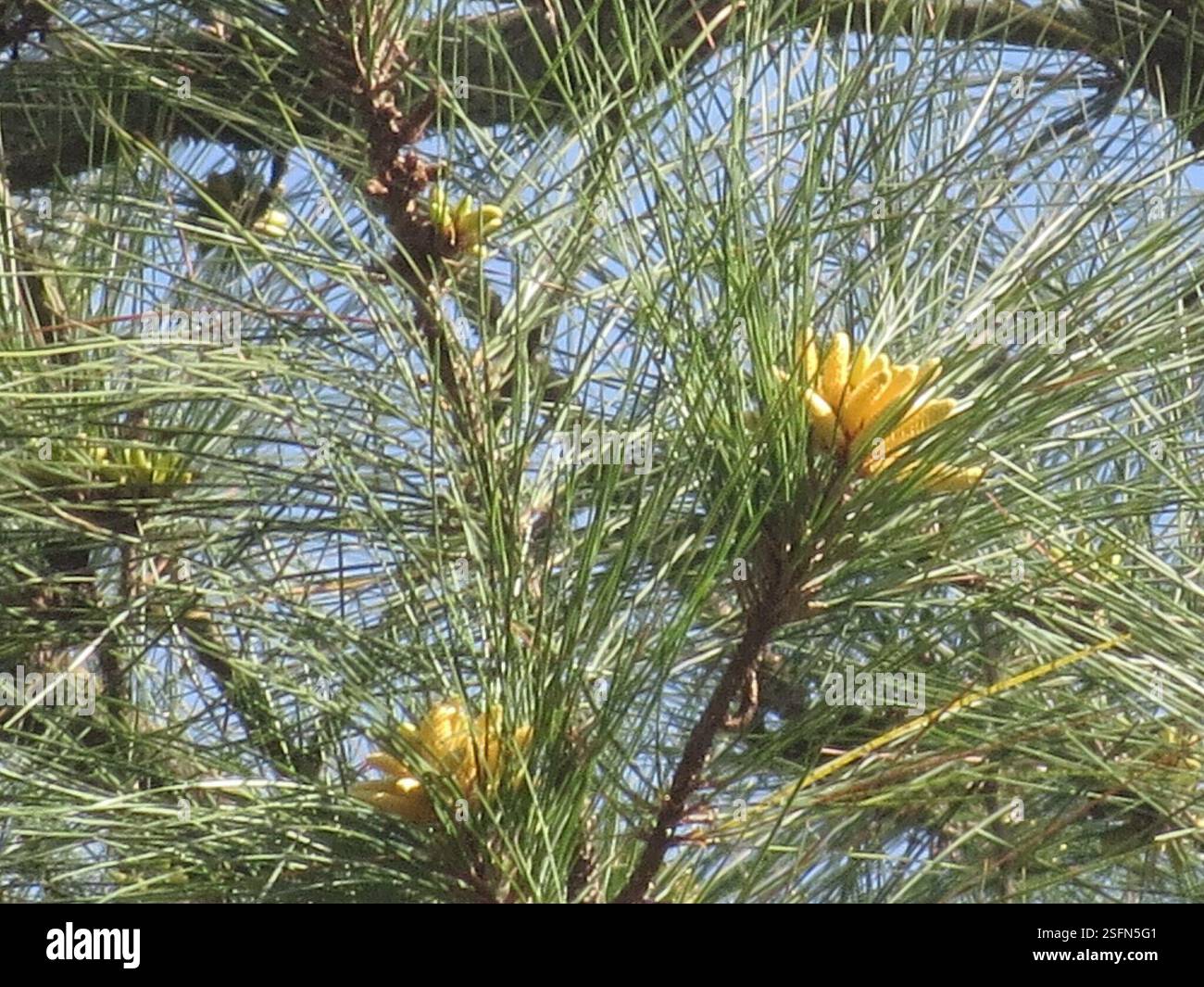 American hard pines (Trifoliae), Plantae, WF NFN "Community" Garden ...