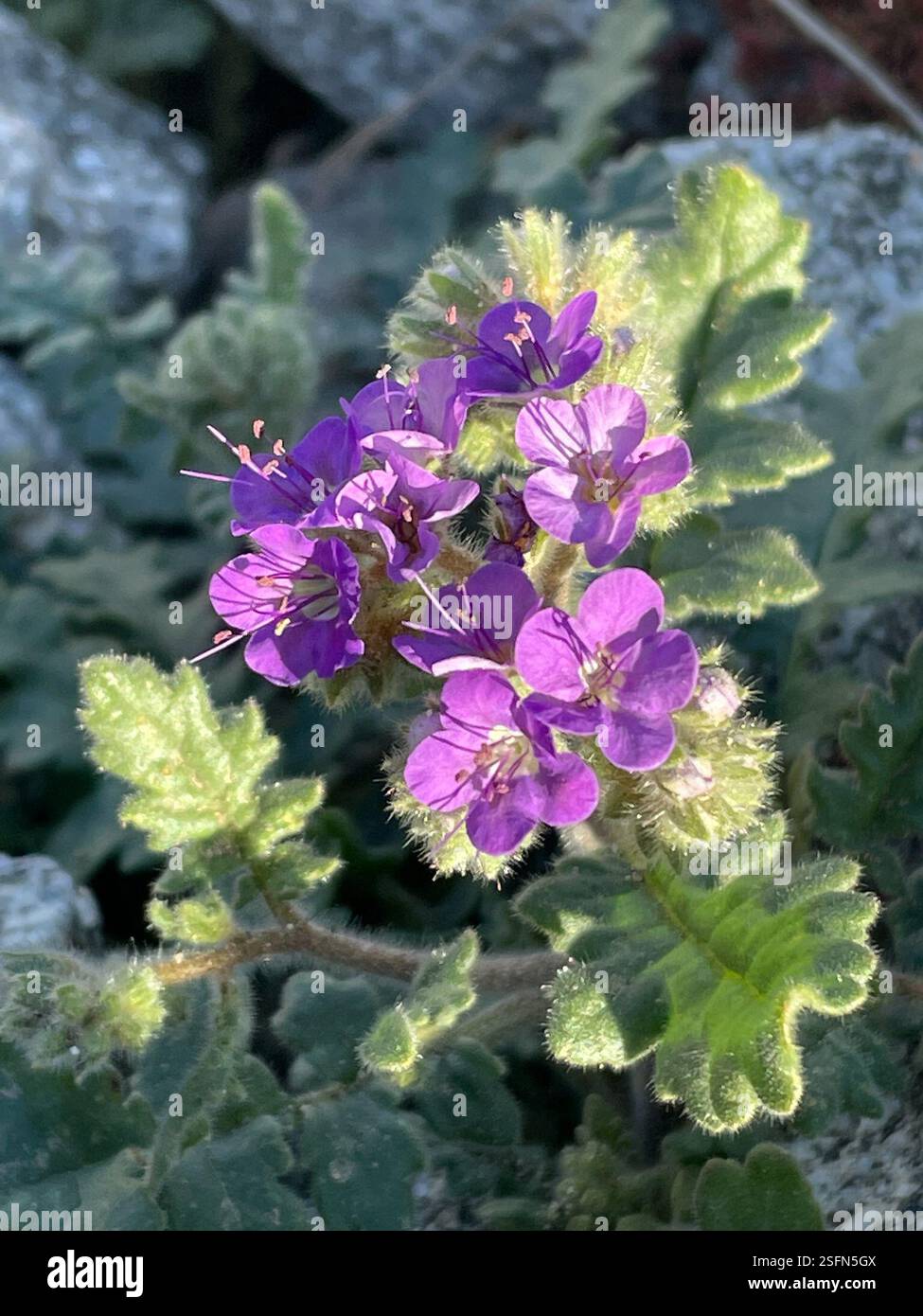 Notch-leaf Scorpionweed (Phacelia crenulata), Plantae, La Quinta, CA ...