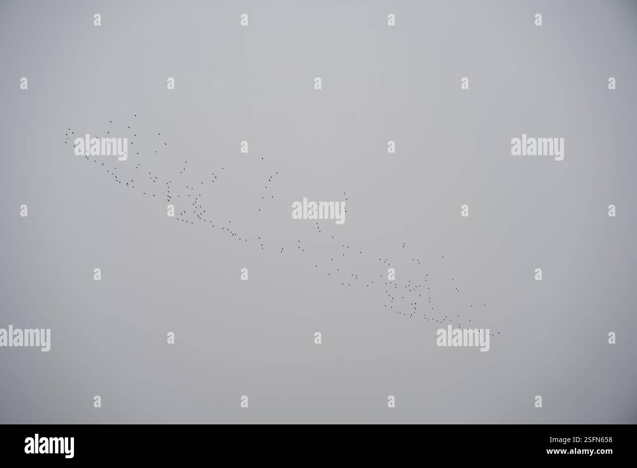a large flock of winter starlings (Sturnus vulgaris Stock Photo - Alamy