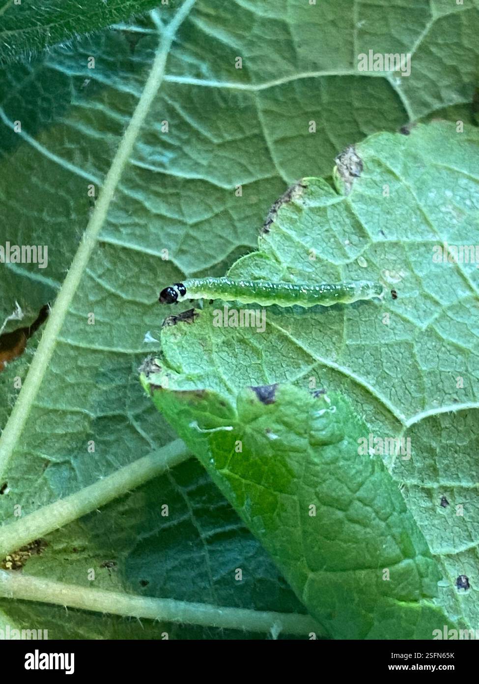 Tortricid Leafroller Moths (Tortricidae), Insecta, North Island ...