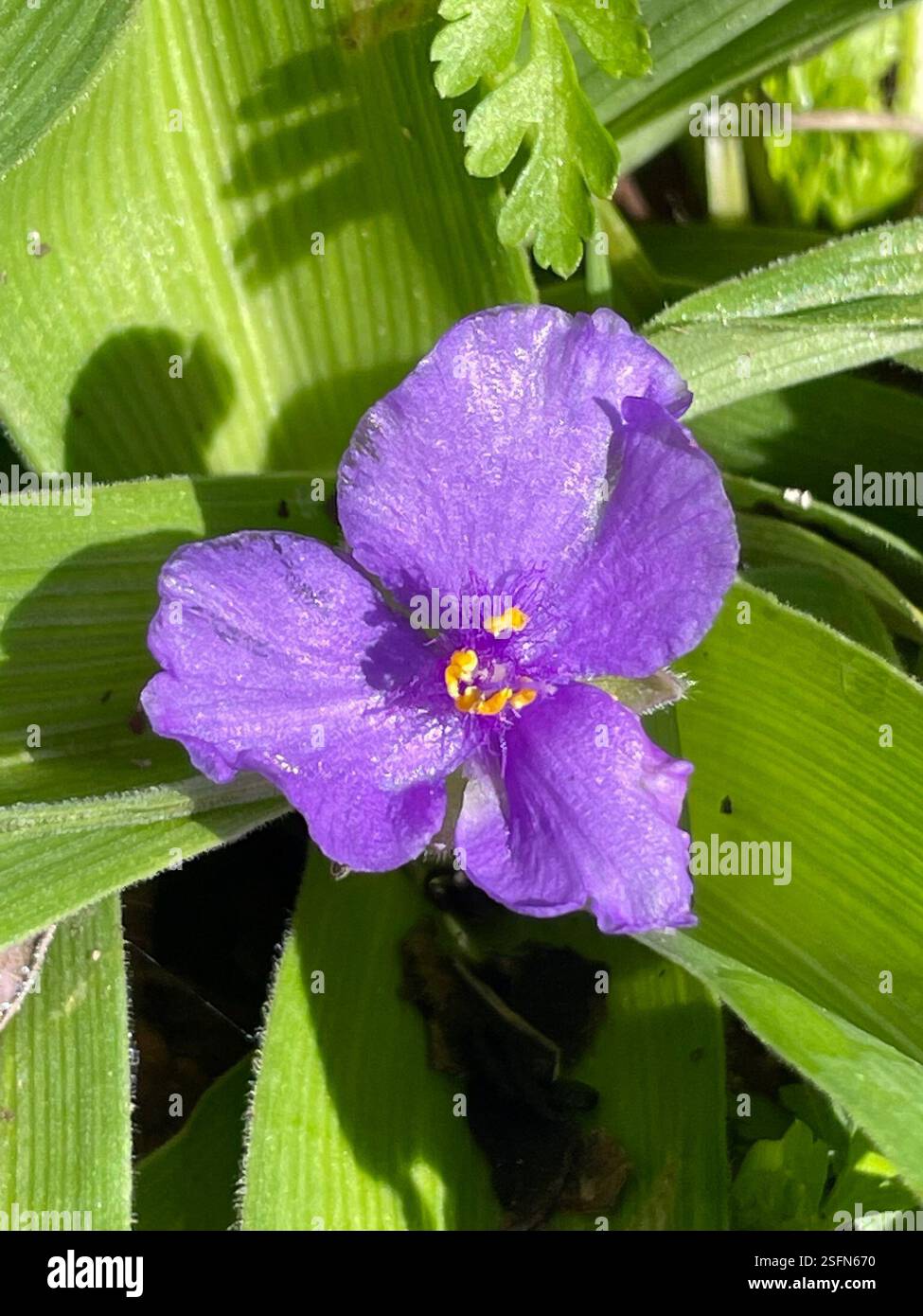 giant spiderwort (Tradescantia gigantea), Plantae, Gonzales, TX, US ...