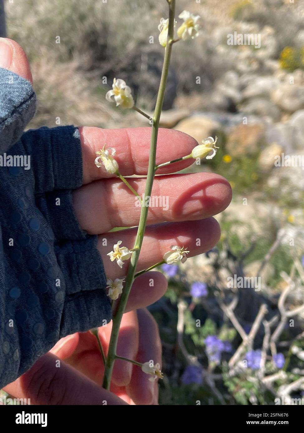 Hall's Wild Cabbage (Caulanthus hallii), Plantae, Anza-Borrego Desert ...