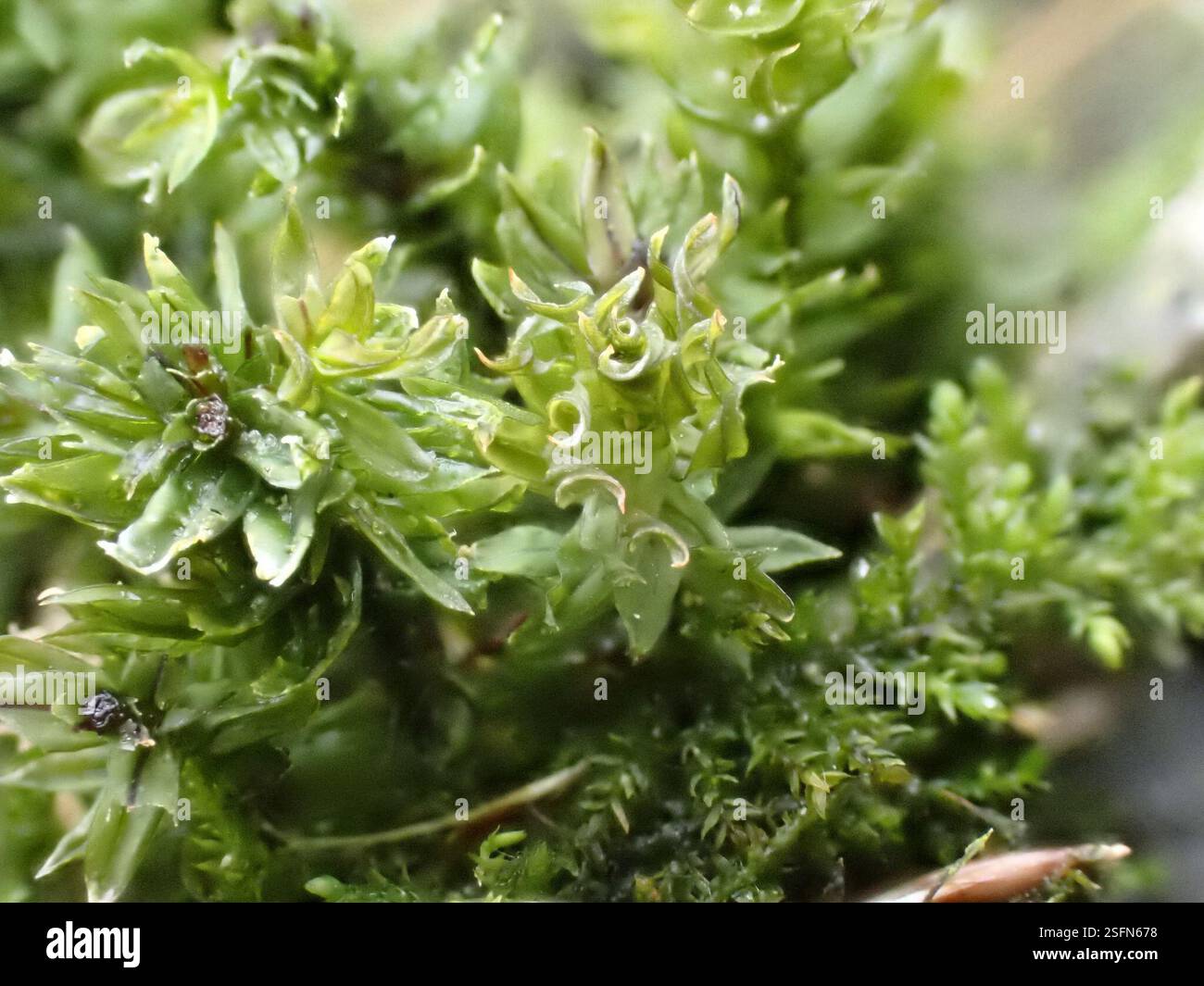 Horn Calcareous Moss (Mnium hornum), Plantae, Uiterwaarden Lek, Lexmond ...