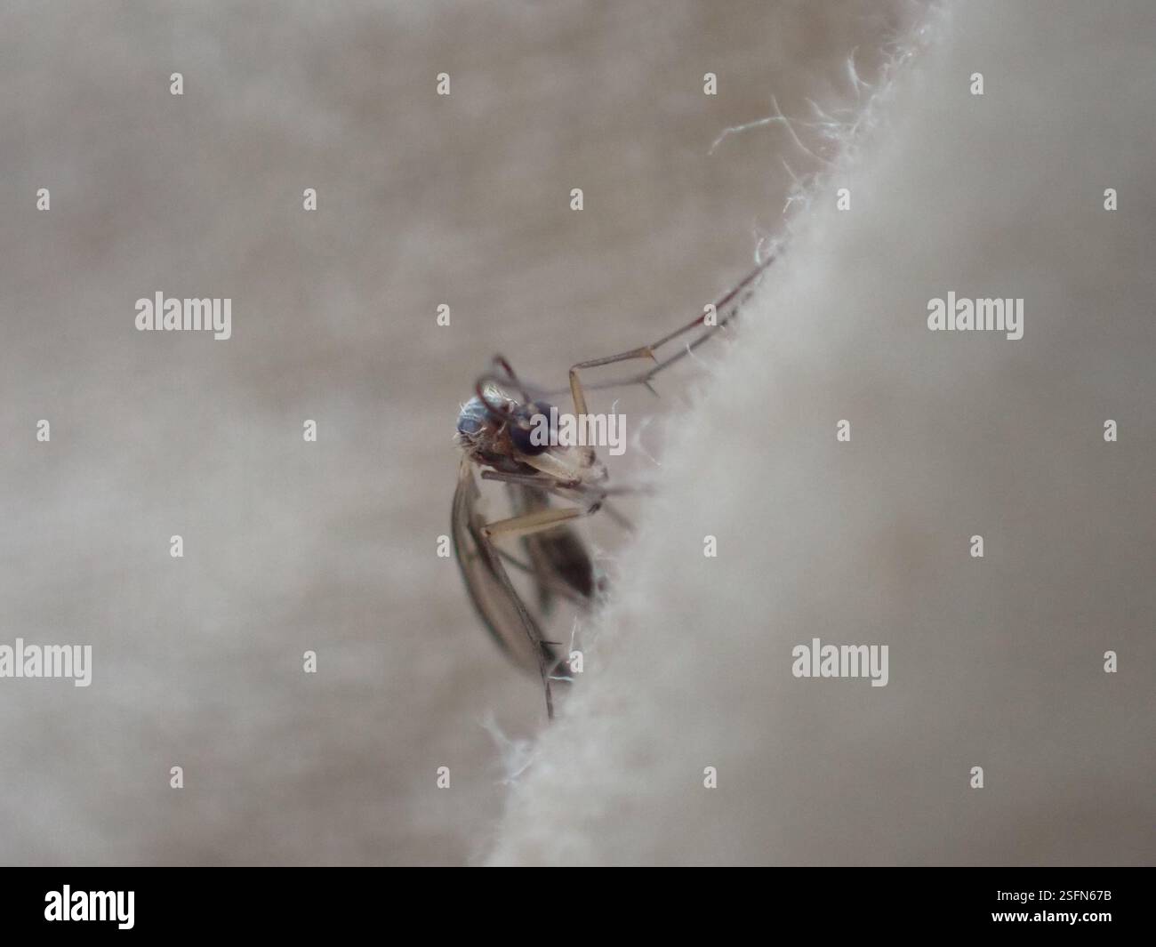 Fungus Gnats and Gall Midges (Sciaroidea), Insecta, Colwood, BC, Canada ...