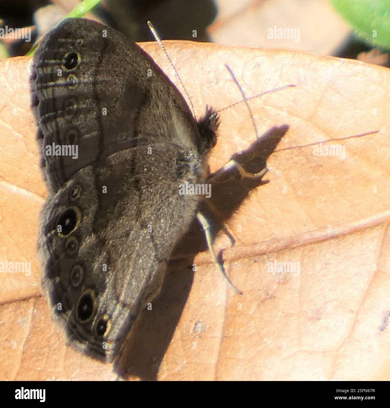 Carolina Satyr (Hermeuptychia sosybius), Insecta, River Rd. Preserve ...