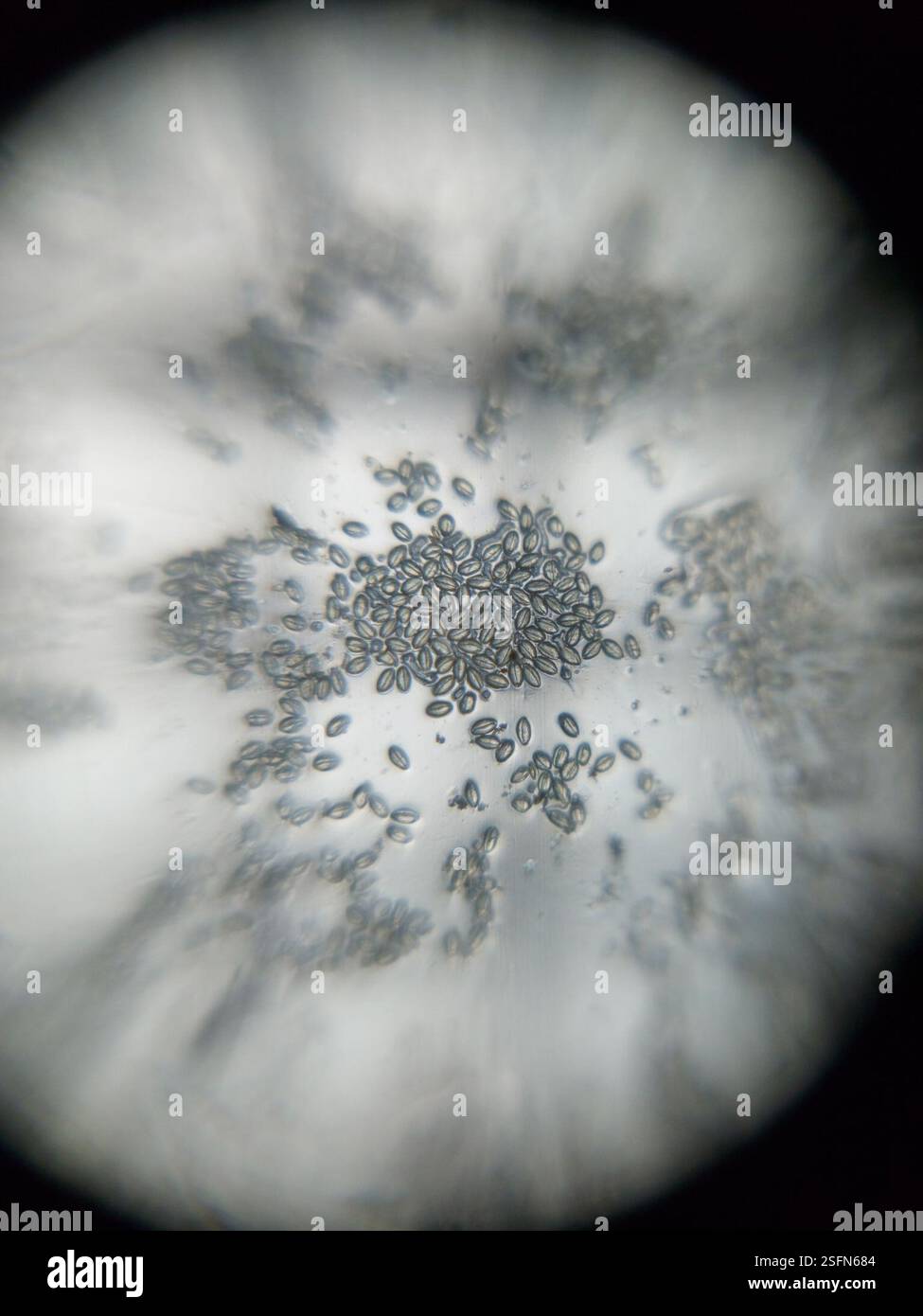 creeping false-holly (Jaltomata procumbens), Plantae, La Pitaya, 91612 ...
