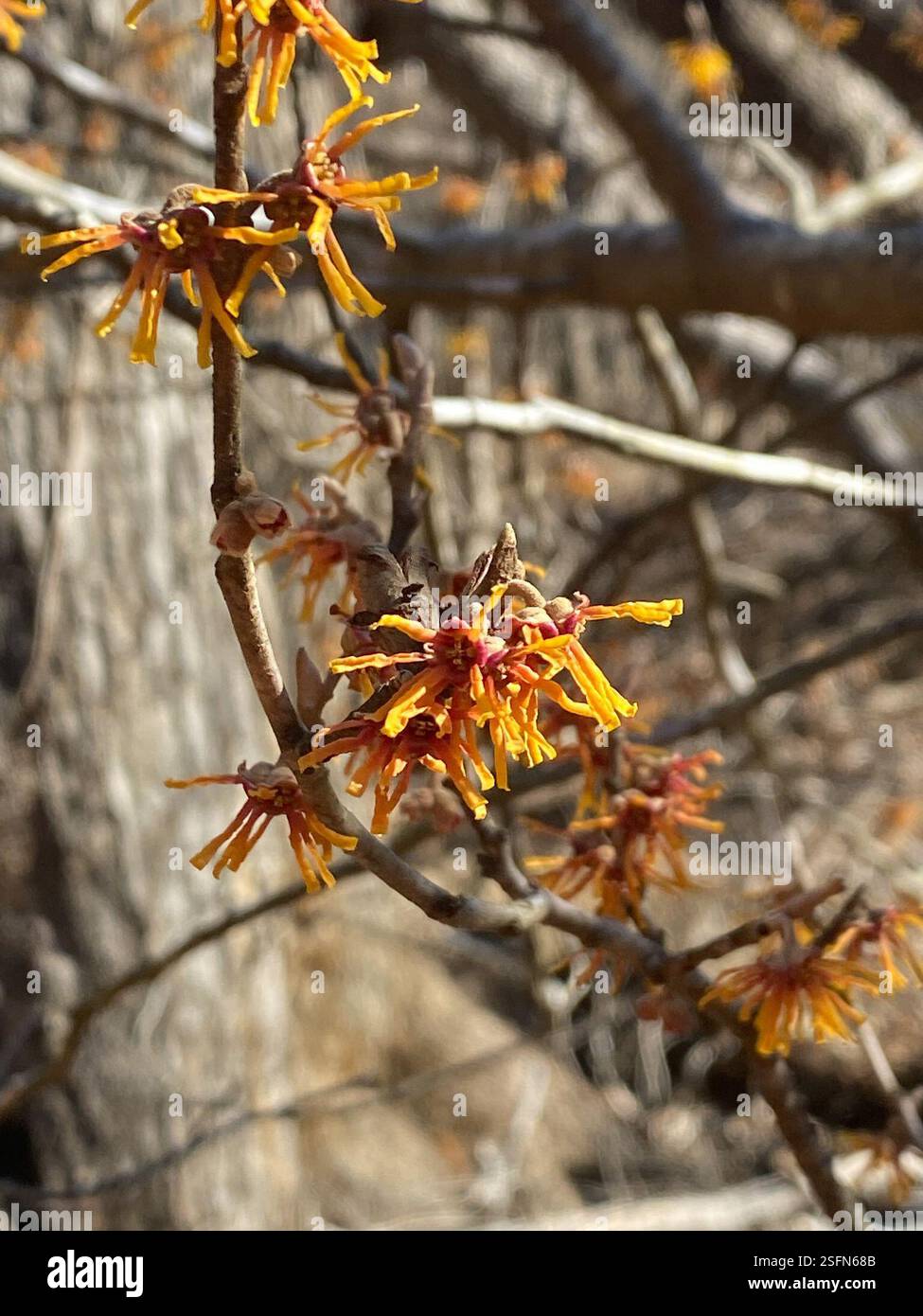 ozark witch-hazel (Hamamelis vernalis), Plantae, Compton, AR, US Stock ...