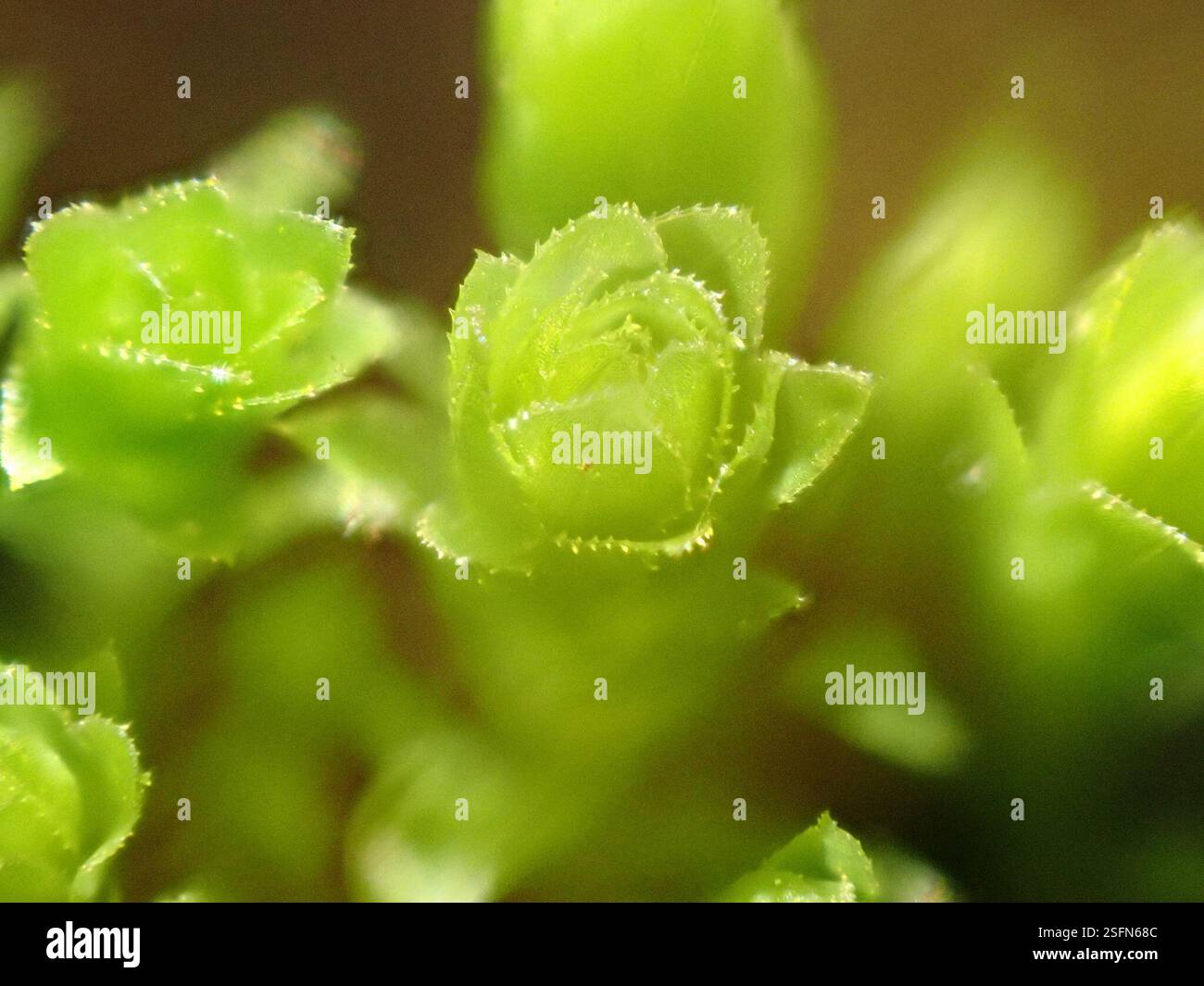 Horn Calcareous Moss (Mnium hornum), Plantae, De Geelders, Boxtel ...