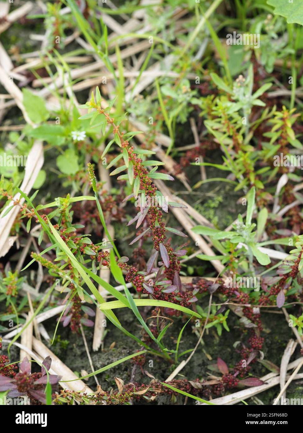 monarch redstem (Ammannia baccifera), Plantae, 台灣台中市北區臺中 Stock Photo ...