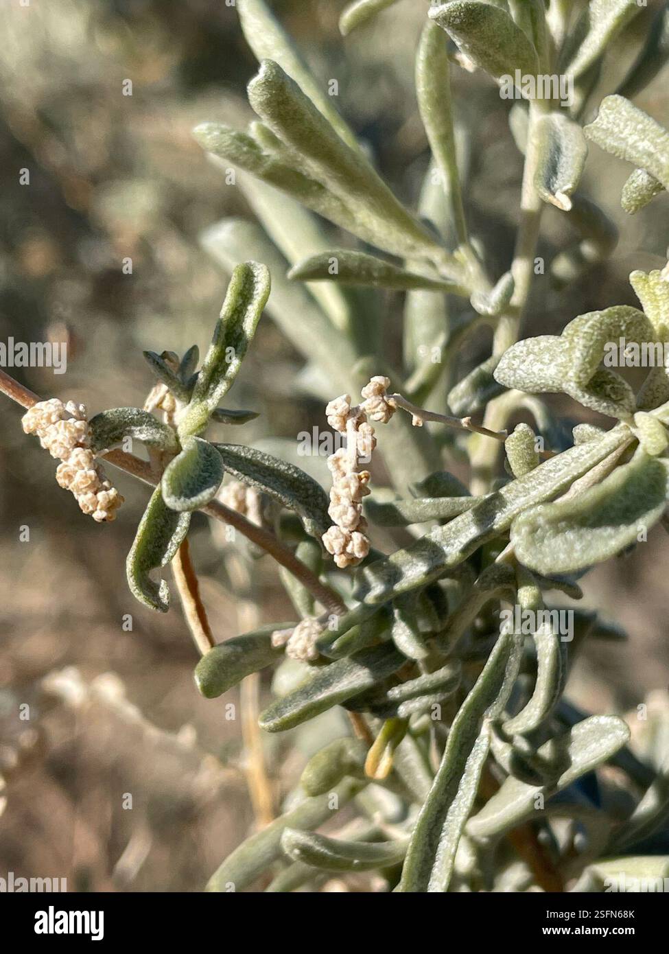 Fourwing Saltbush (Atriplex canescens), Plantae, Henderson Canyon Rd ...