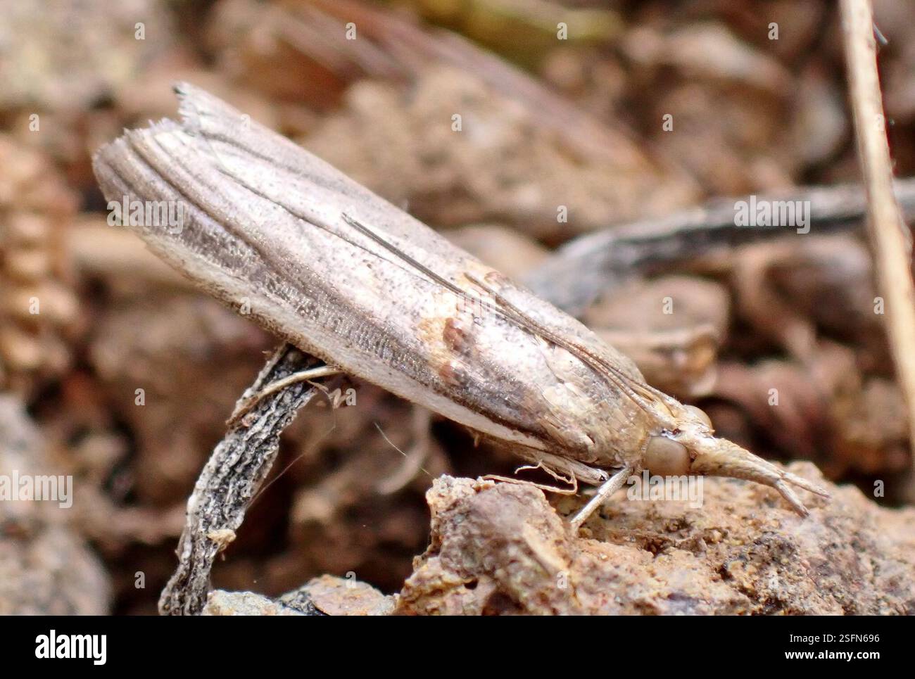 Gold-banded Etiella Moth (Etiella zinckenella), Insecta, Santo Antão ...